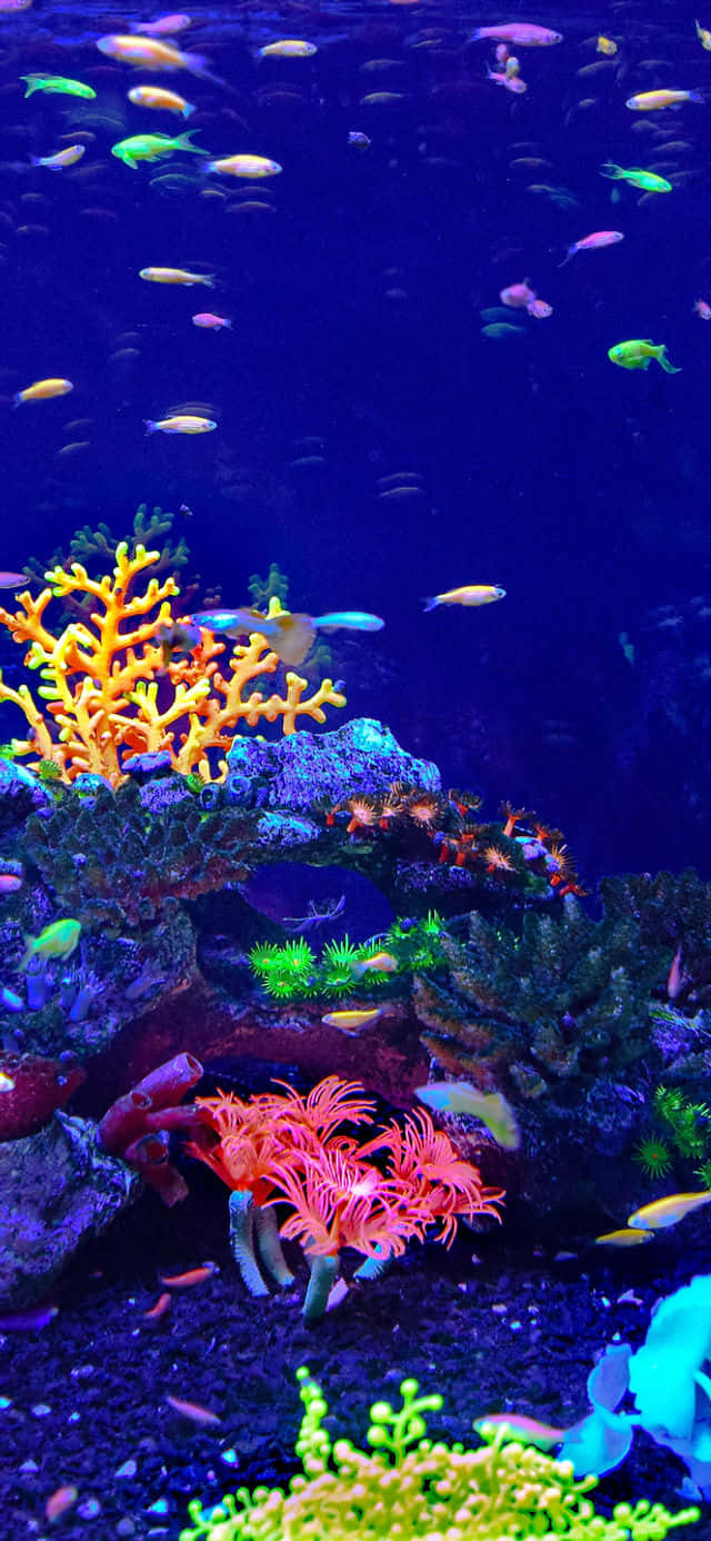 iPhone Aquarium Wallpapers - Wallpaper Cave