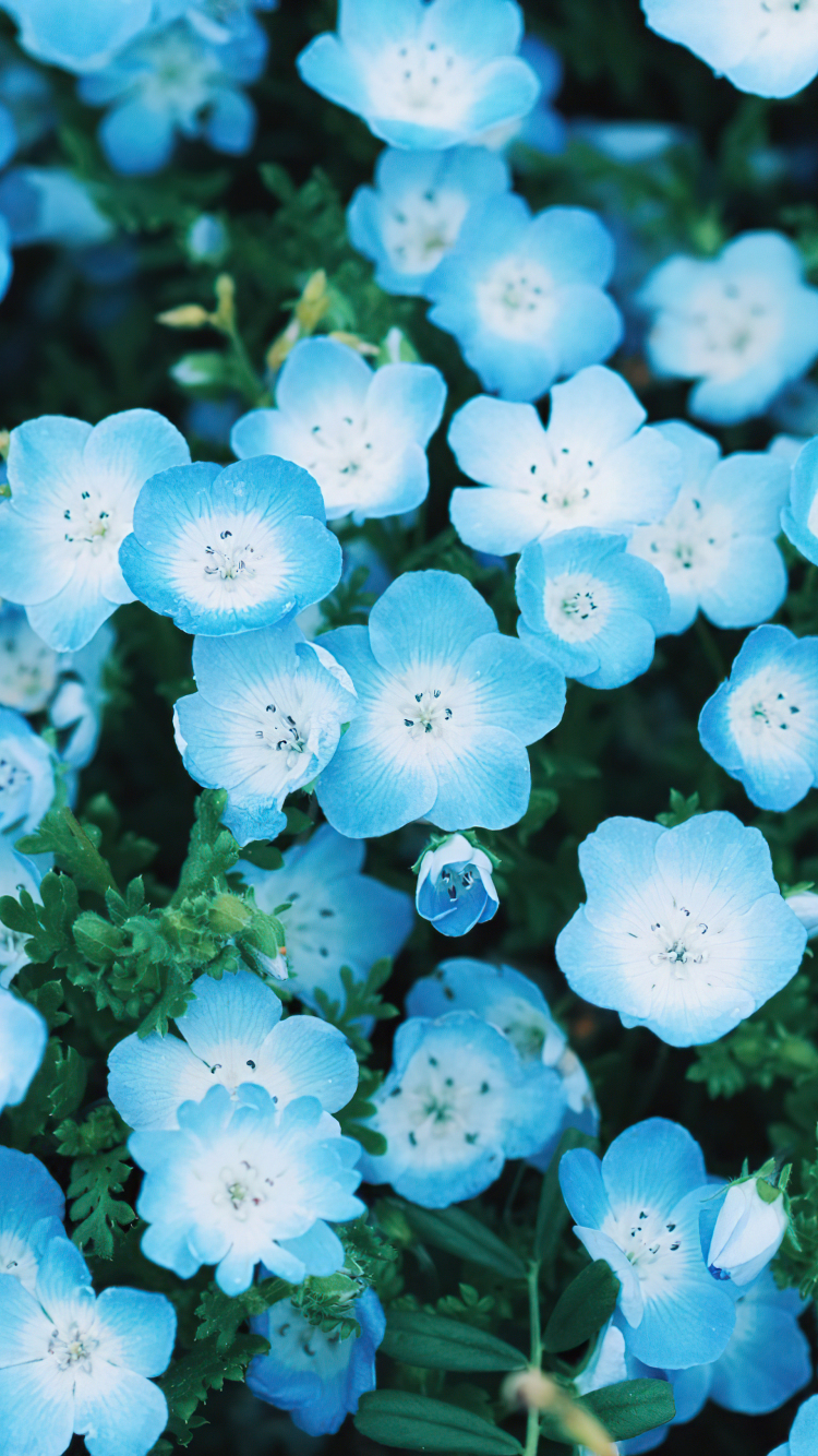 iPhone Blue Flower Wallpapers - Wallpaper Cave
