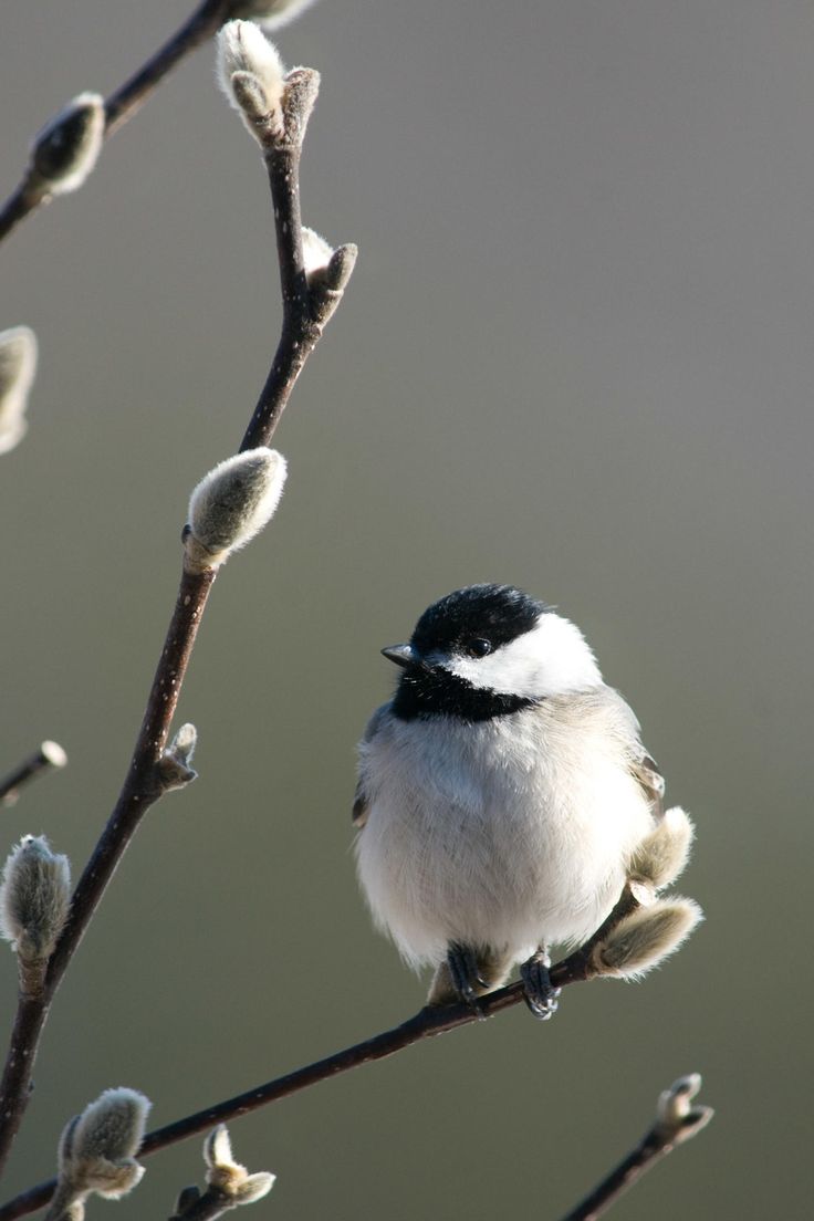 Chickadee Wallpapers - Wallpaper Cave