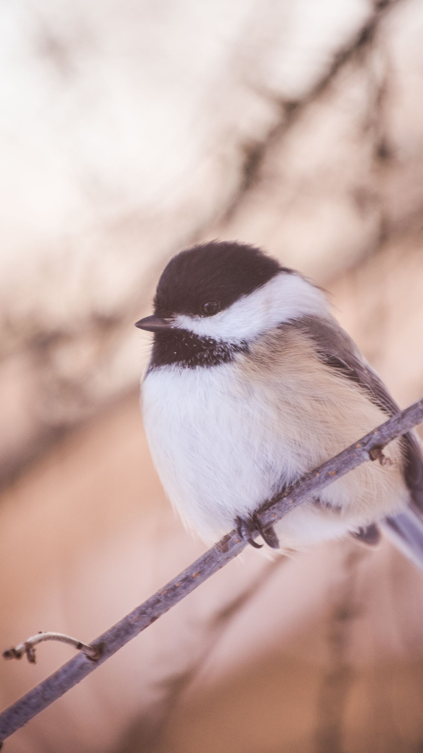 Chickadee Wallpapers - Wallpaper Cave
