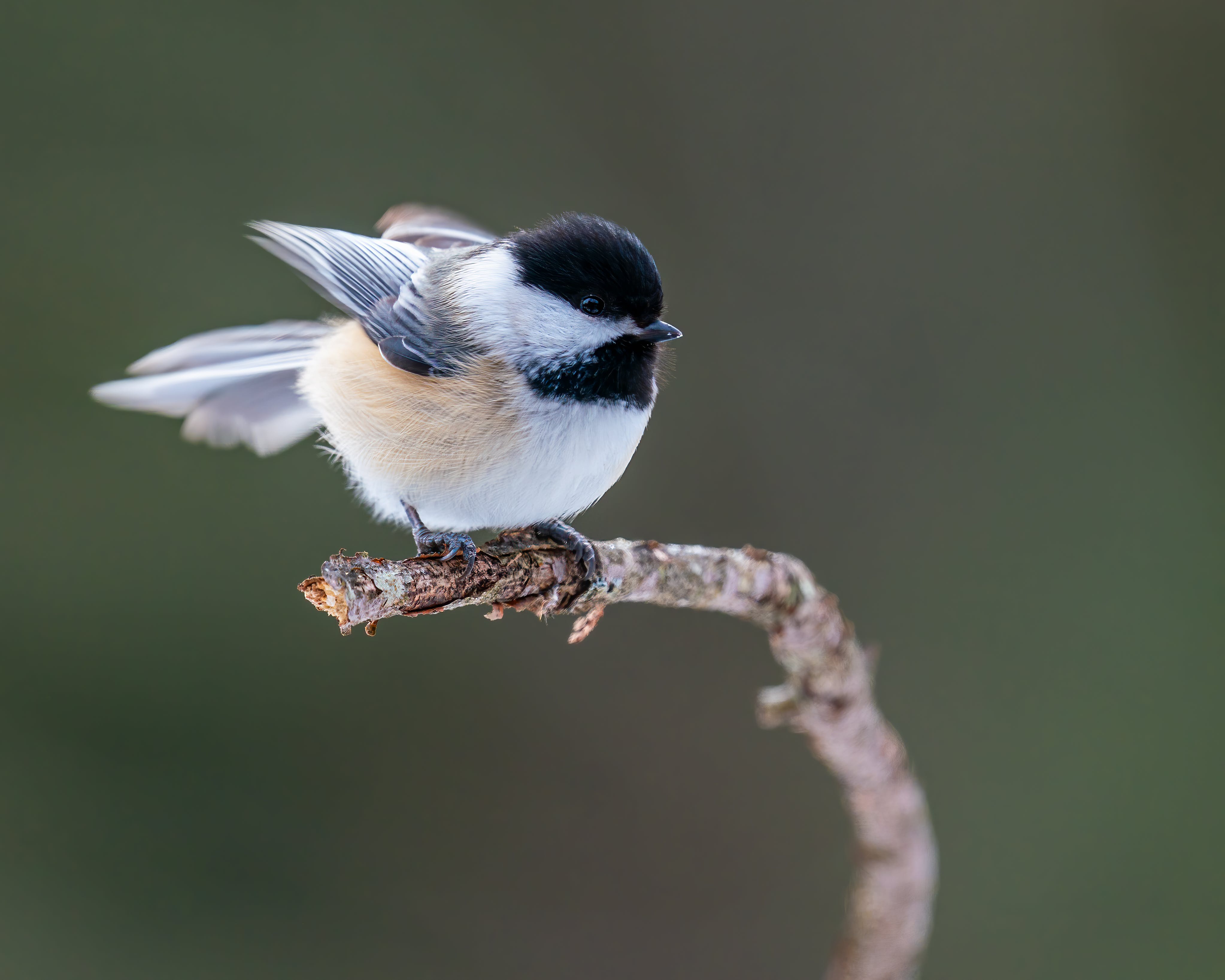 Chickadee Wallpapers - Wallpaper Cave