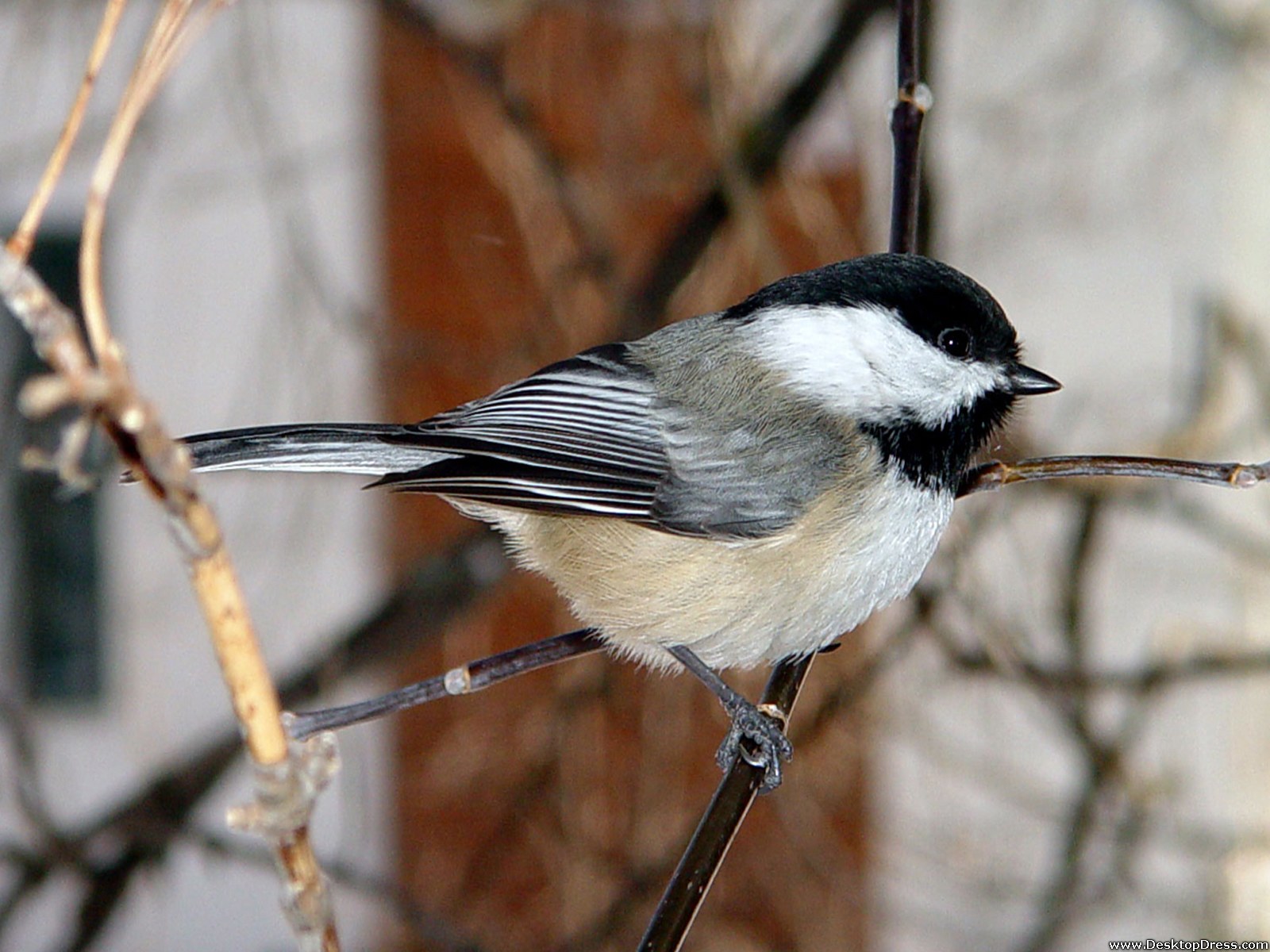 Chickadee Wallpapers - Wallpaper Cave