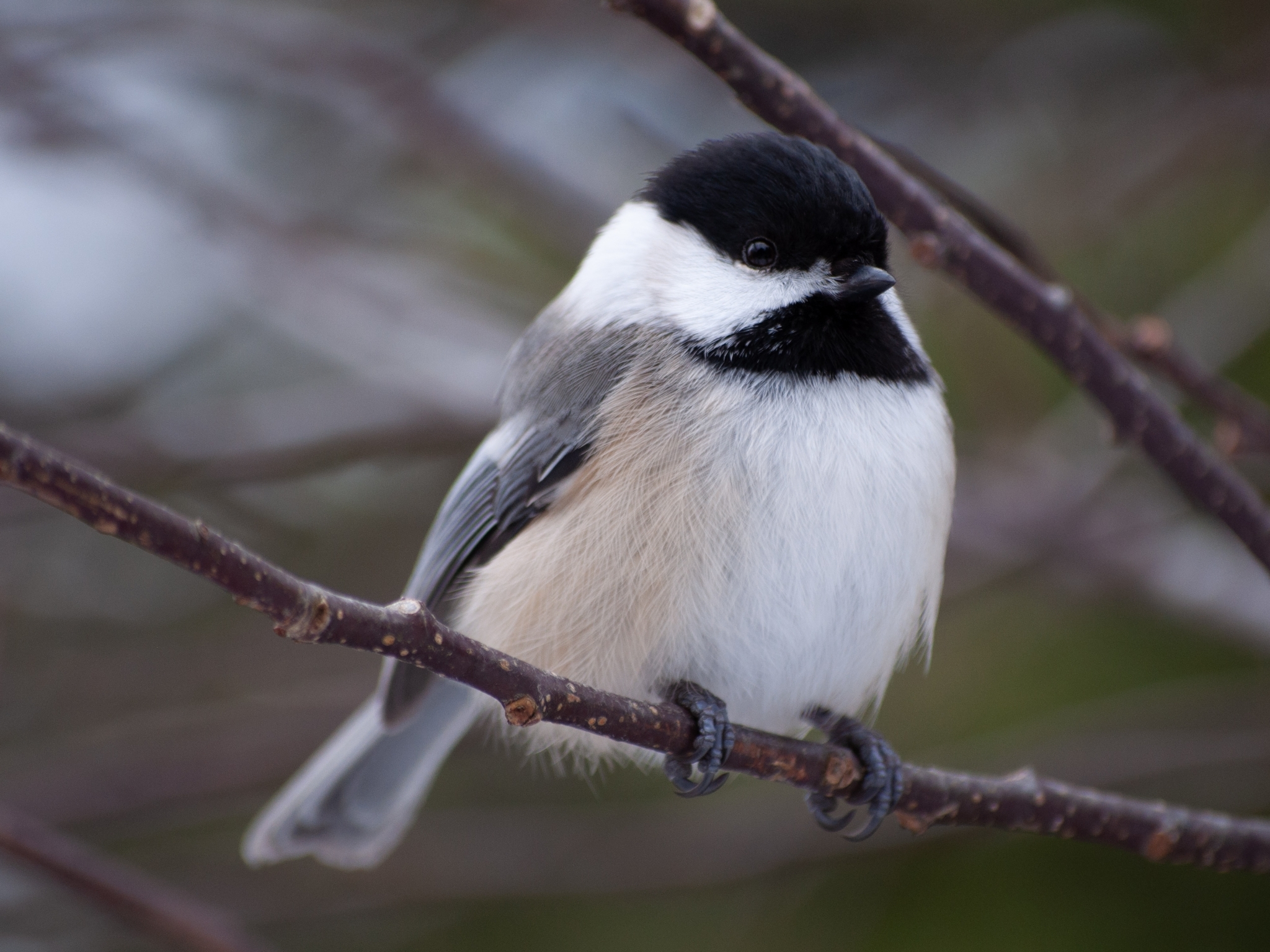 Chickadee Wallpapers - Wallpaper Cave