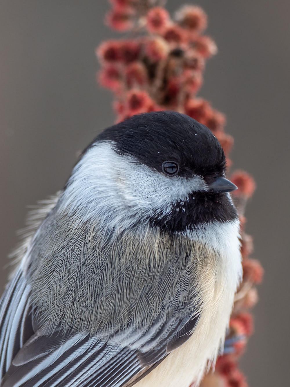 Chickadee Wallpapers - Wallpaper Cave
