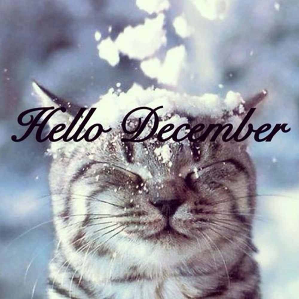 December Cats Wallpapers - Wallpaper Cave