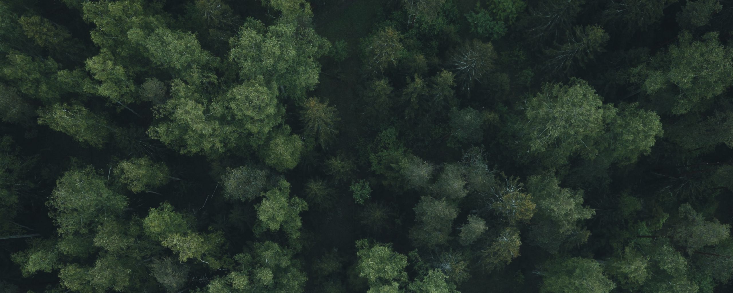 Ultrawide Forest Wallpapers - Wallpaper Cave