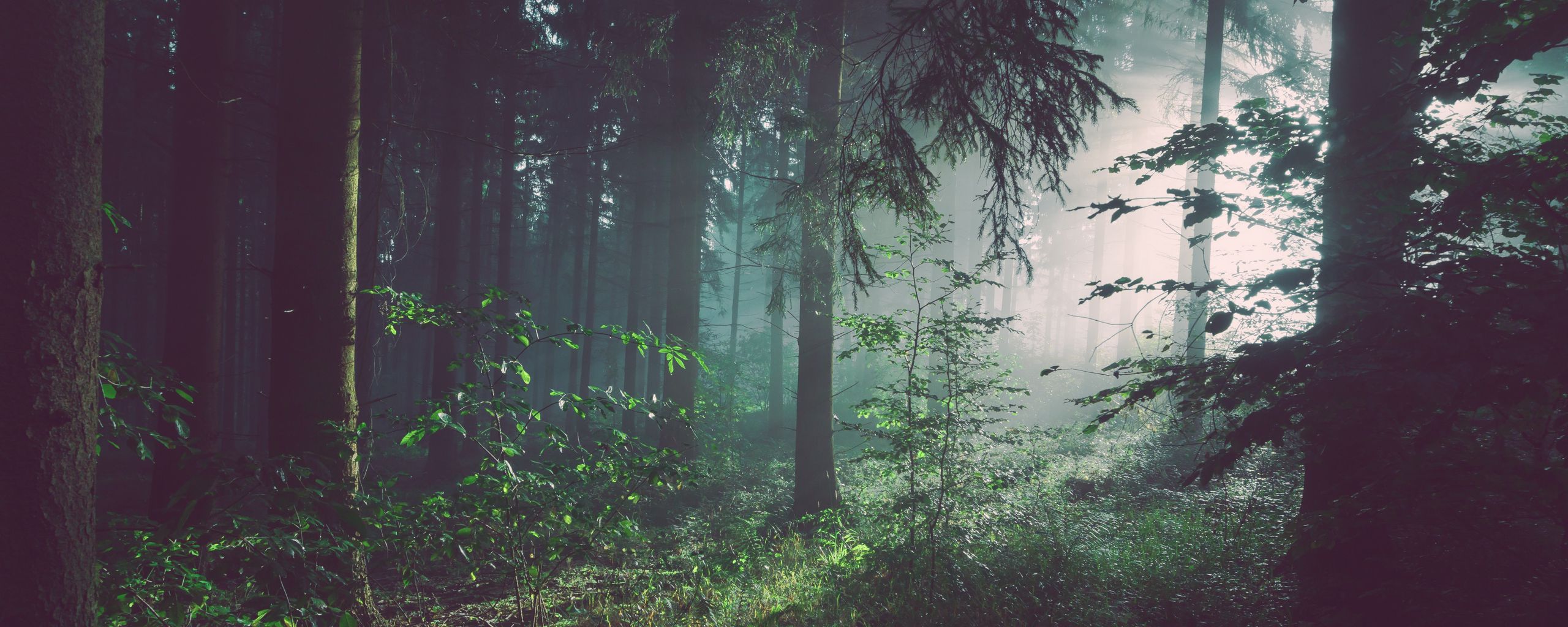 Ultrawide Forest Wallpapers - Wallpaper Cave