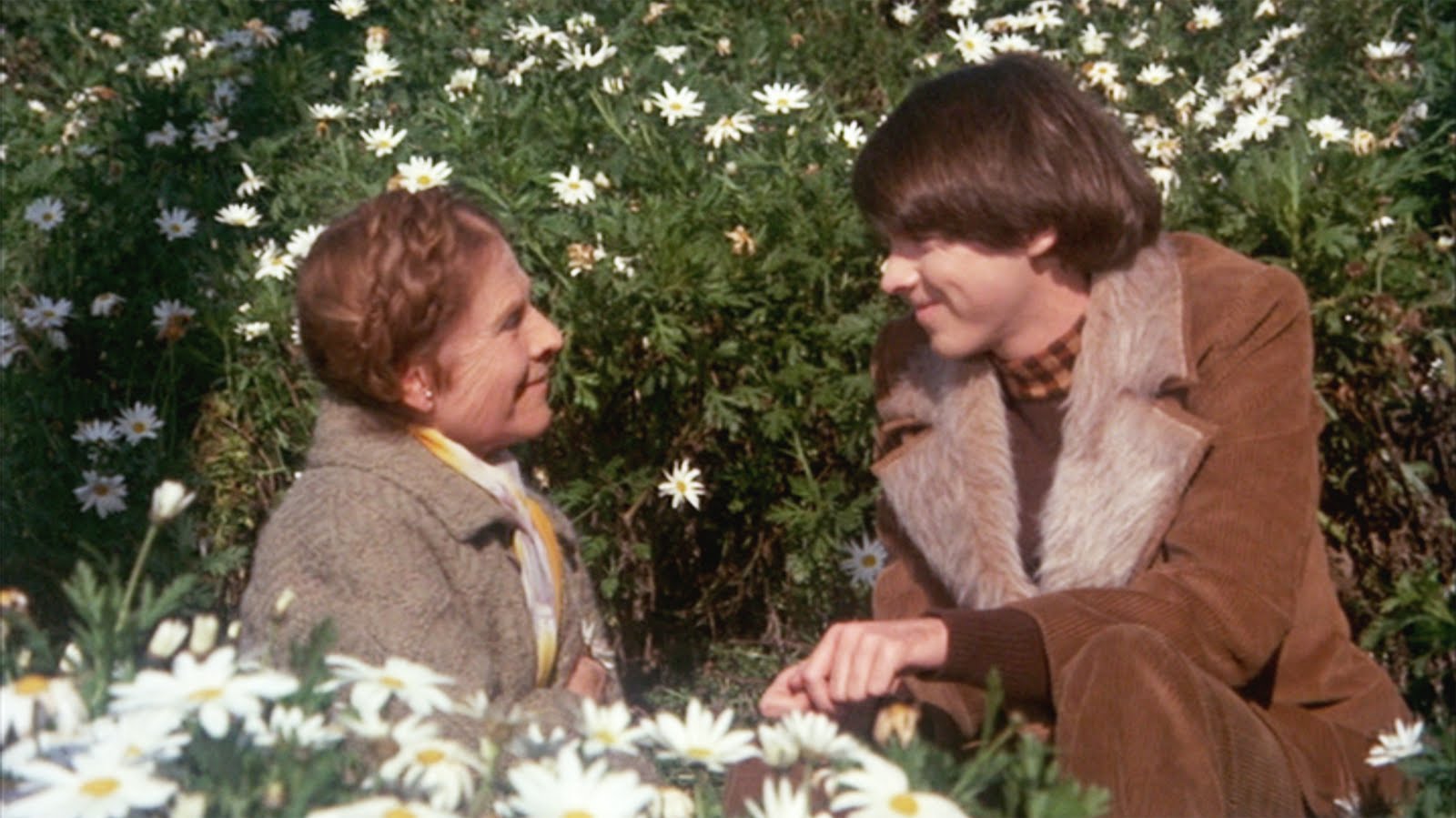 Harold And Maude Wallpapers - Wallpaper Cave