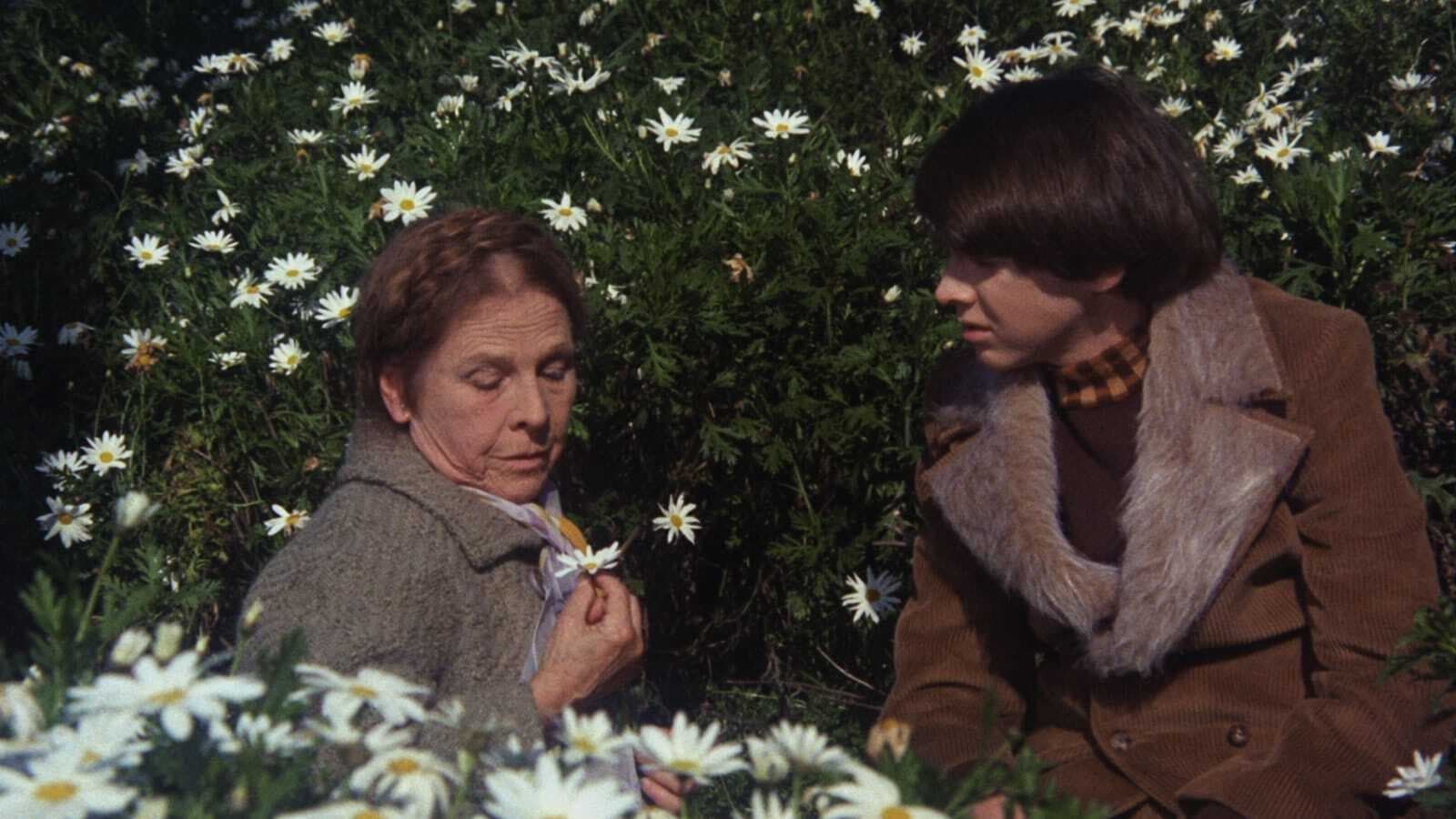 Harold And Maude Wallpapers - Wallpaper Cave