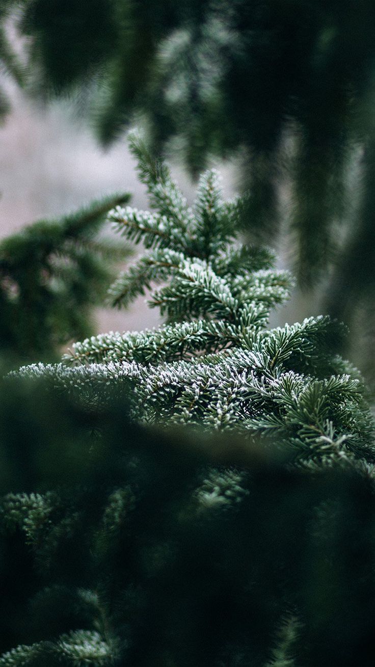 Forest Green Winter Wallpapers - Wallpaper Cave