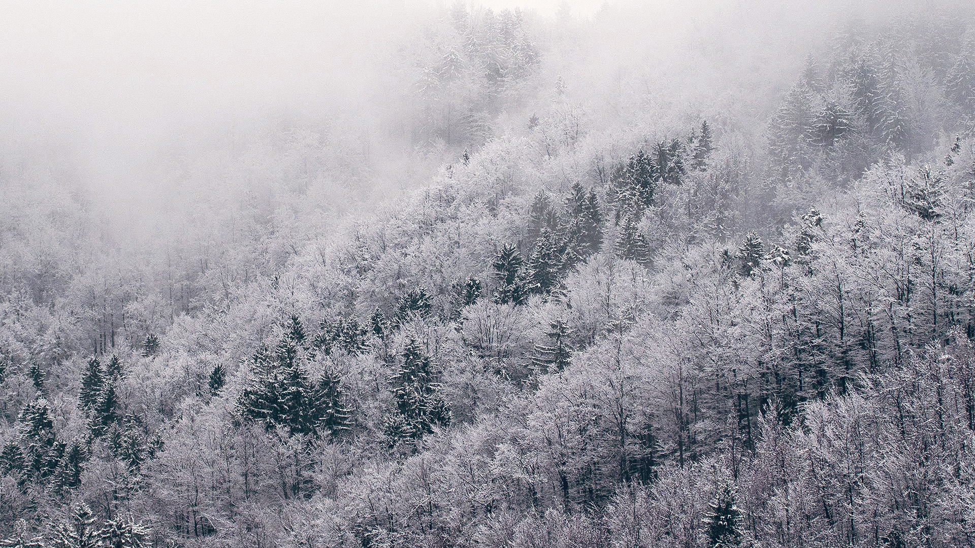 Forest Green Winter Wallpapers - Wallpaper Cave