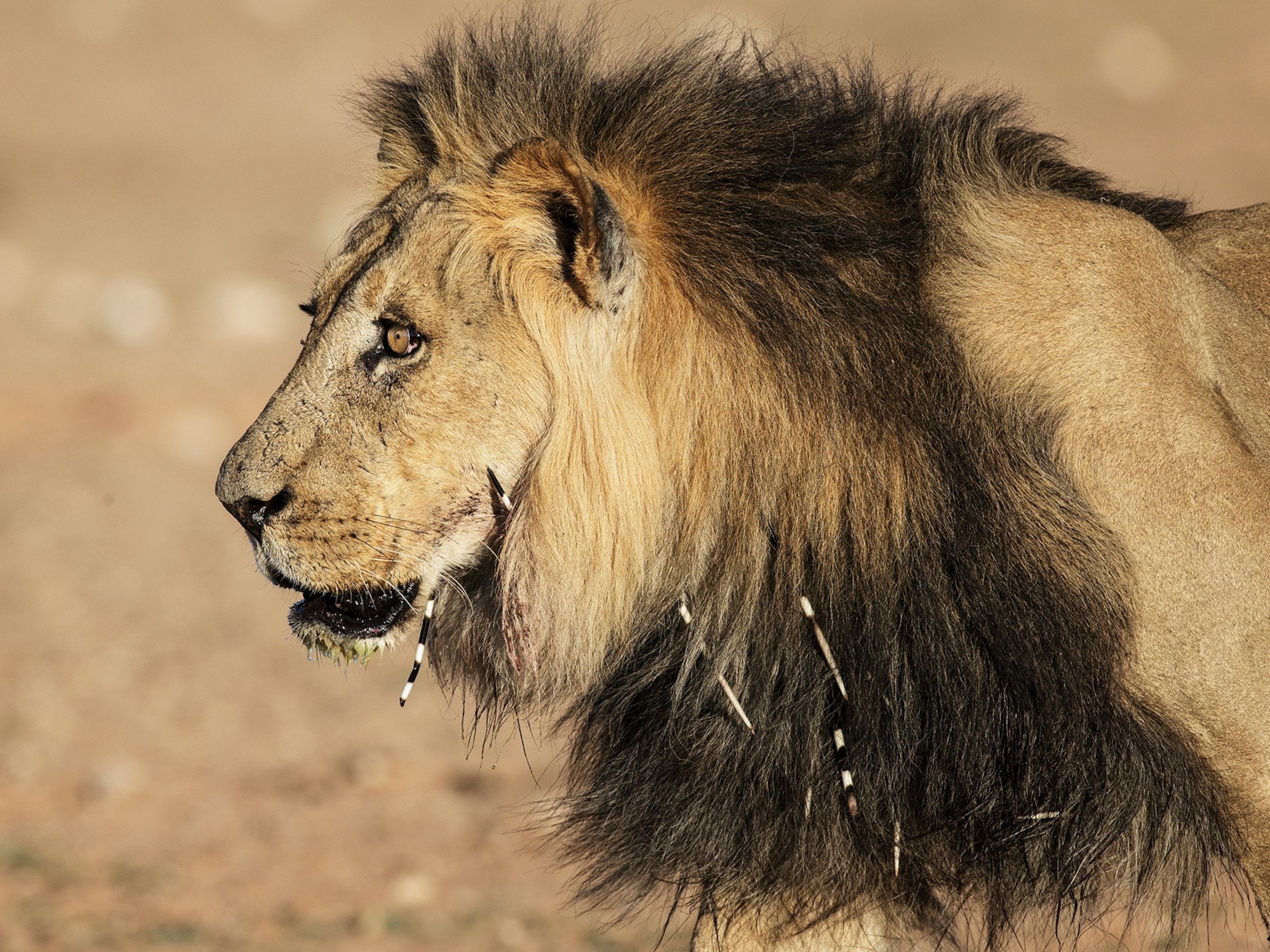 Wounded Lion Wallpapers - Wallpaper Cave