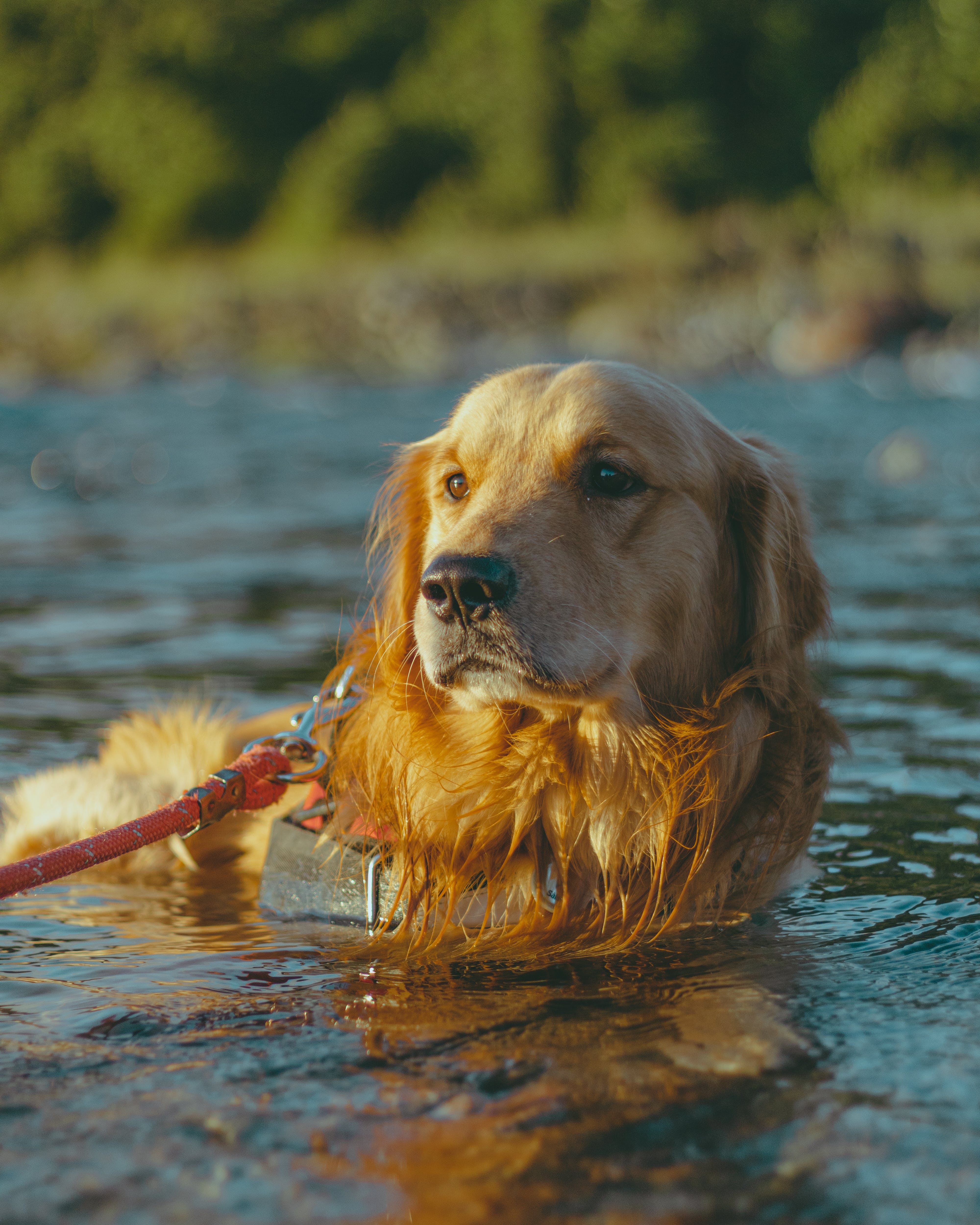 Dogs Swimming Wallpapers - Wallpaper Cave
