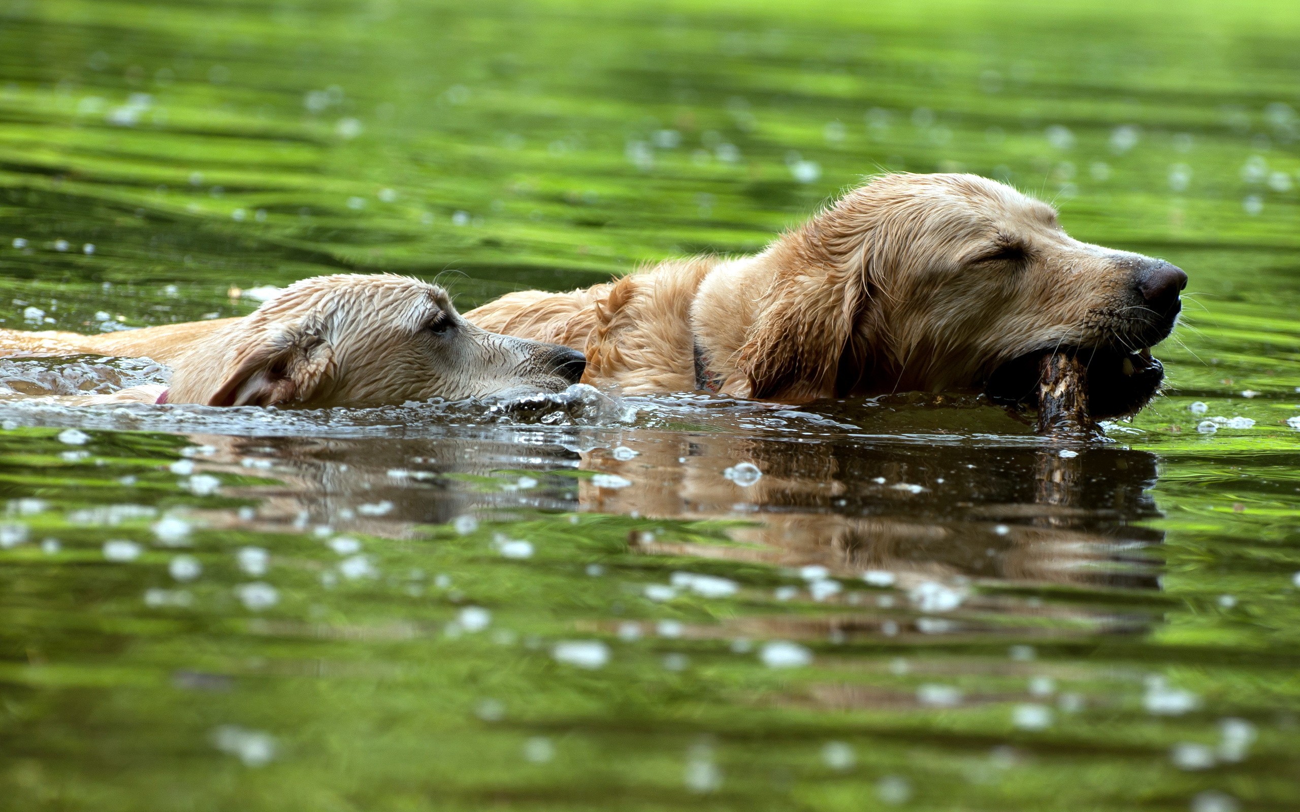 Dogs Swimming Wallpapers - Wallpaper Cave