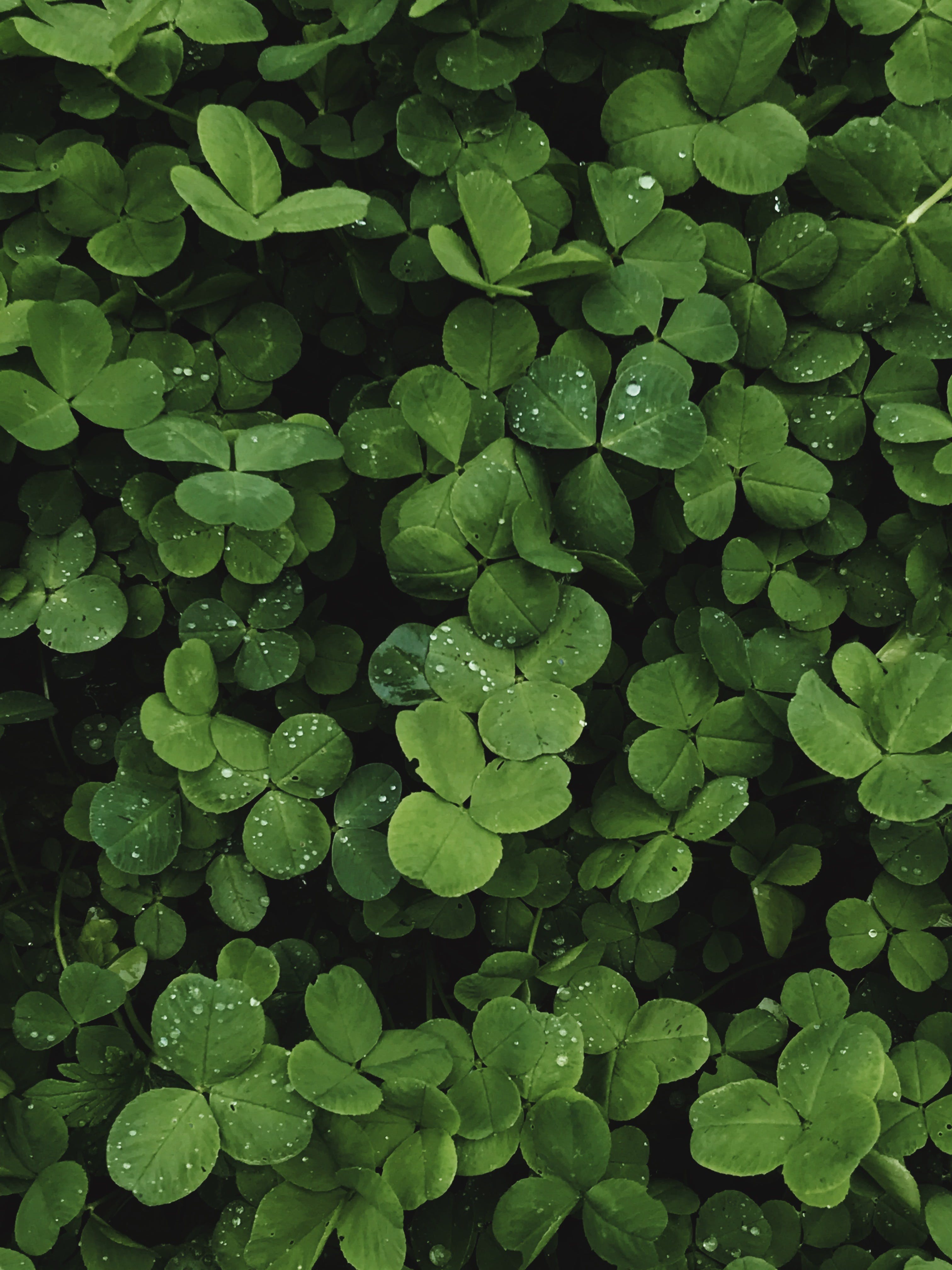 St Patrick’s Day iPhone Wallpapers - Wallpaper Cave
