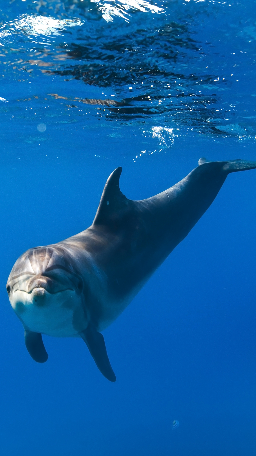 Dolphin Phone Wallpapers - Wallpaper Cave