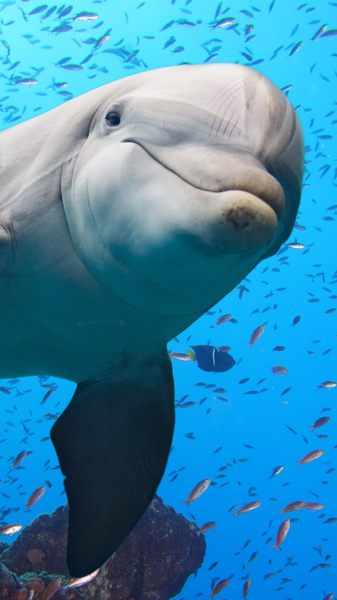 Dolphin Phone Wallpapers - Wallpaper Cave