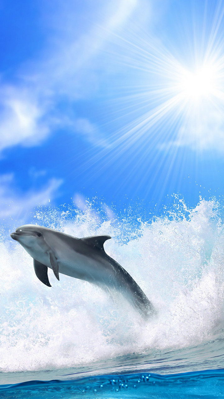 Dolphin Phone Wallpapers - Wallpaper Cave