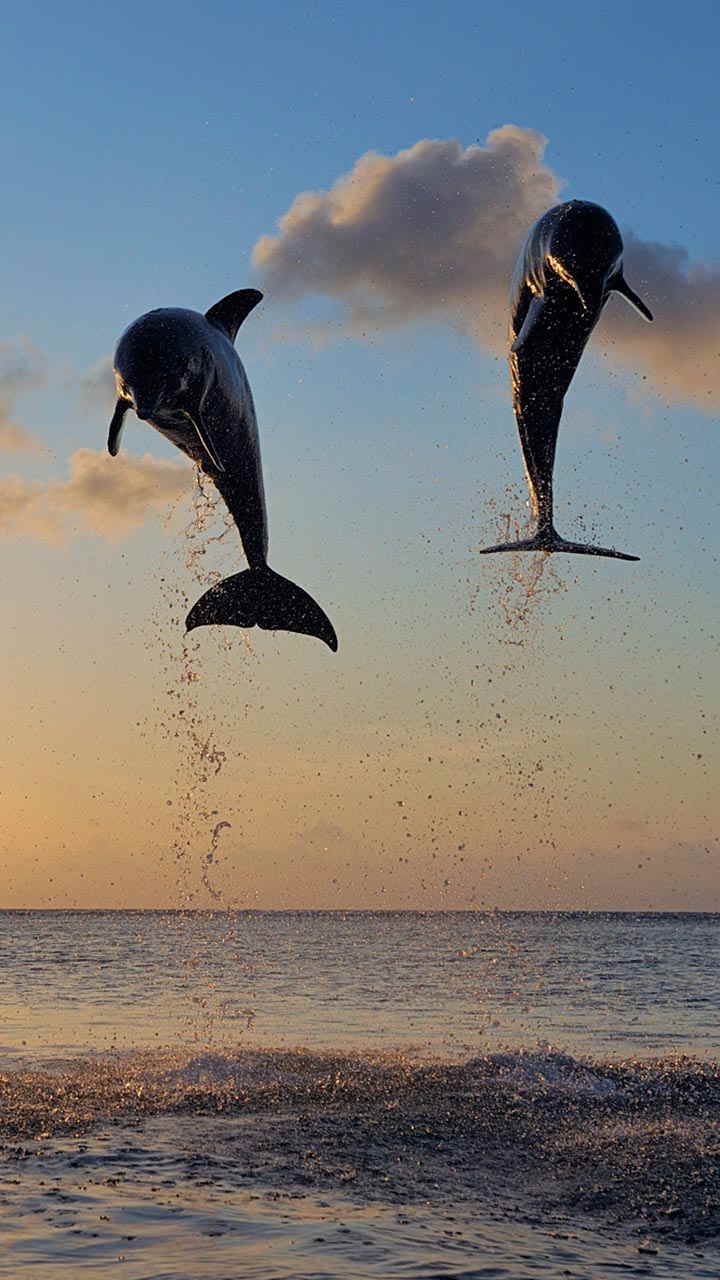 Dolphin Phone Wallpapers - Wallpaper Cave