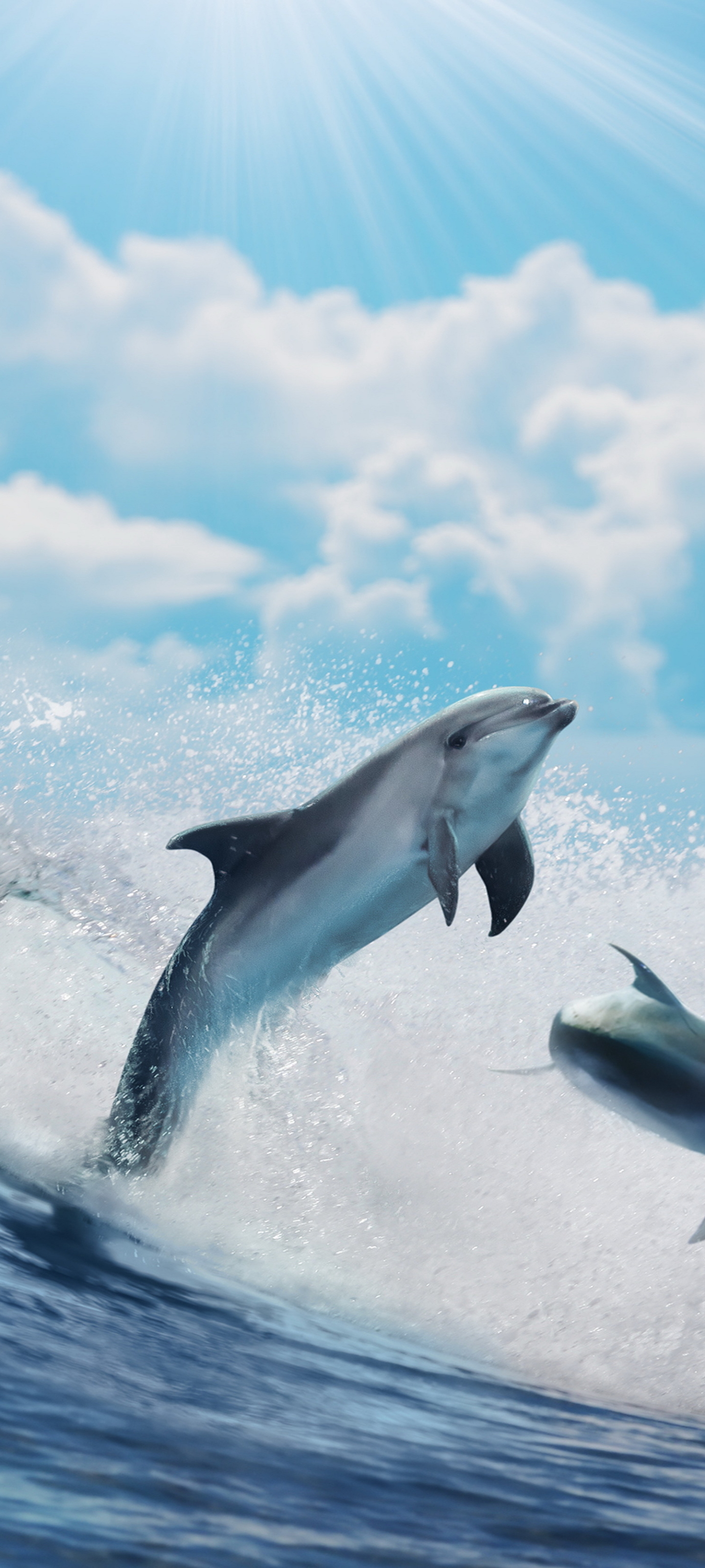 Dolphin Phone Wallpapers - Wallpaper Cave