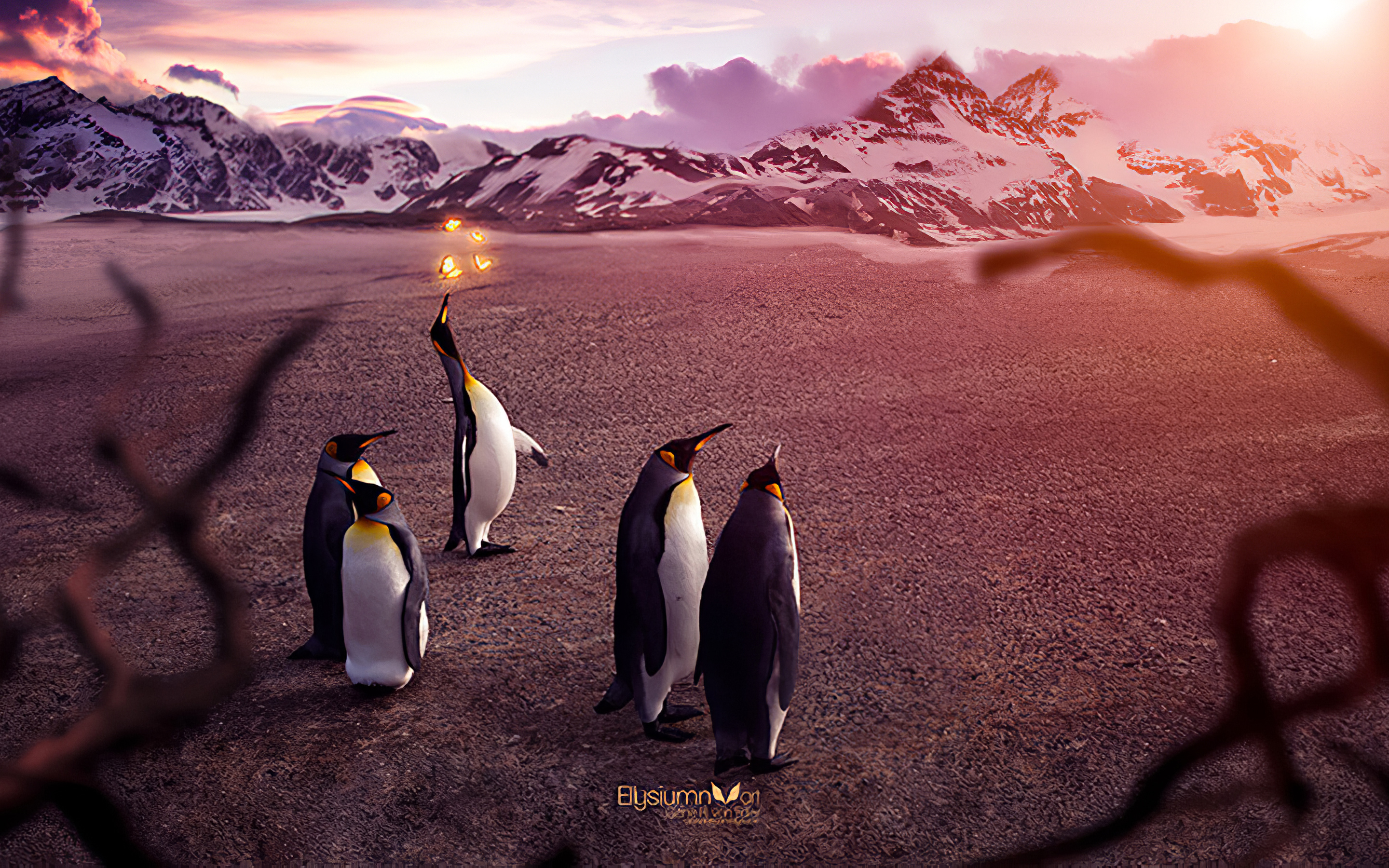 4k Penguin Wallpapers - Wallpaper Cave