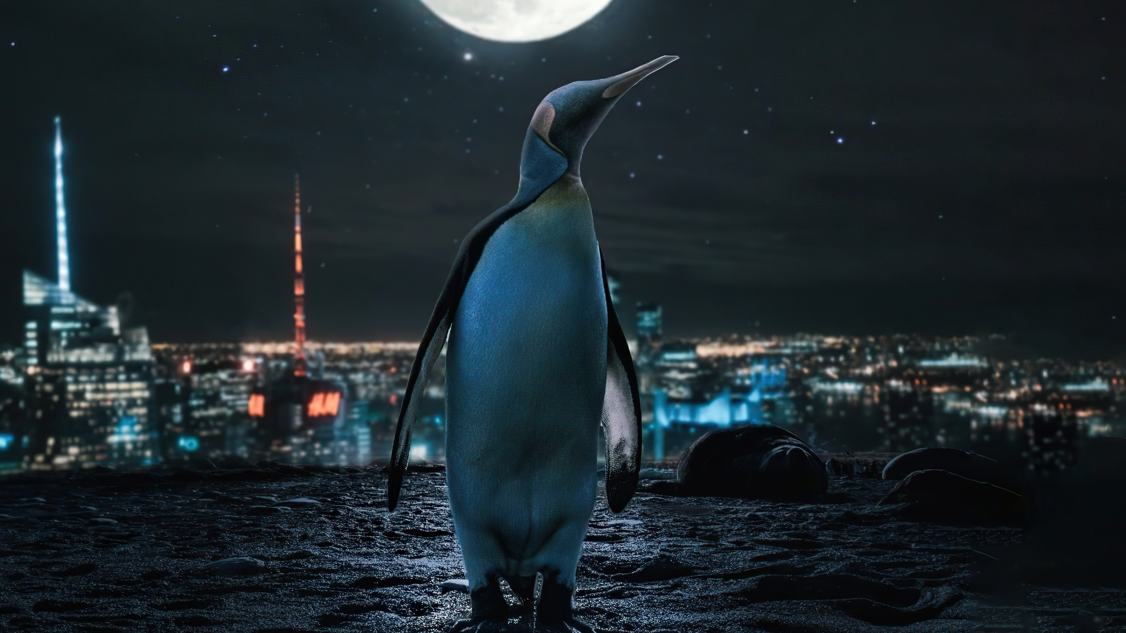 4k Penguin Wallpapers - Wallpaper Cave