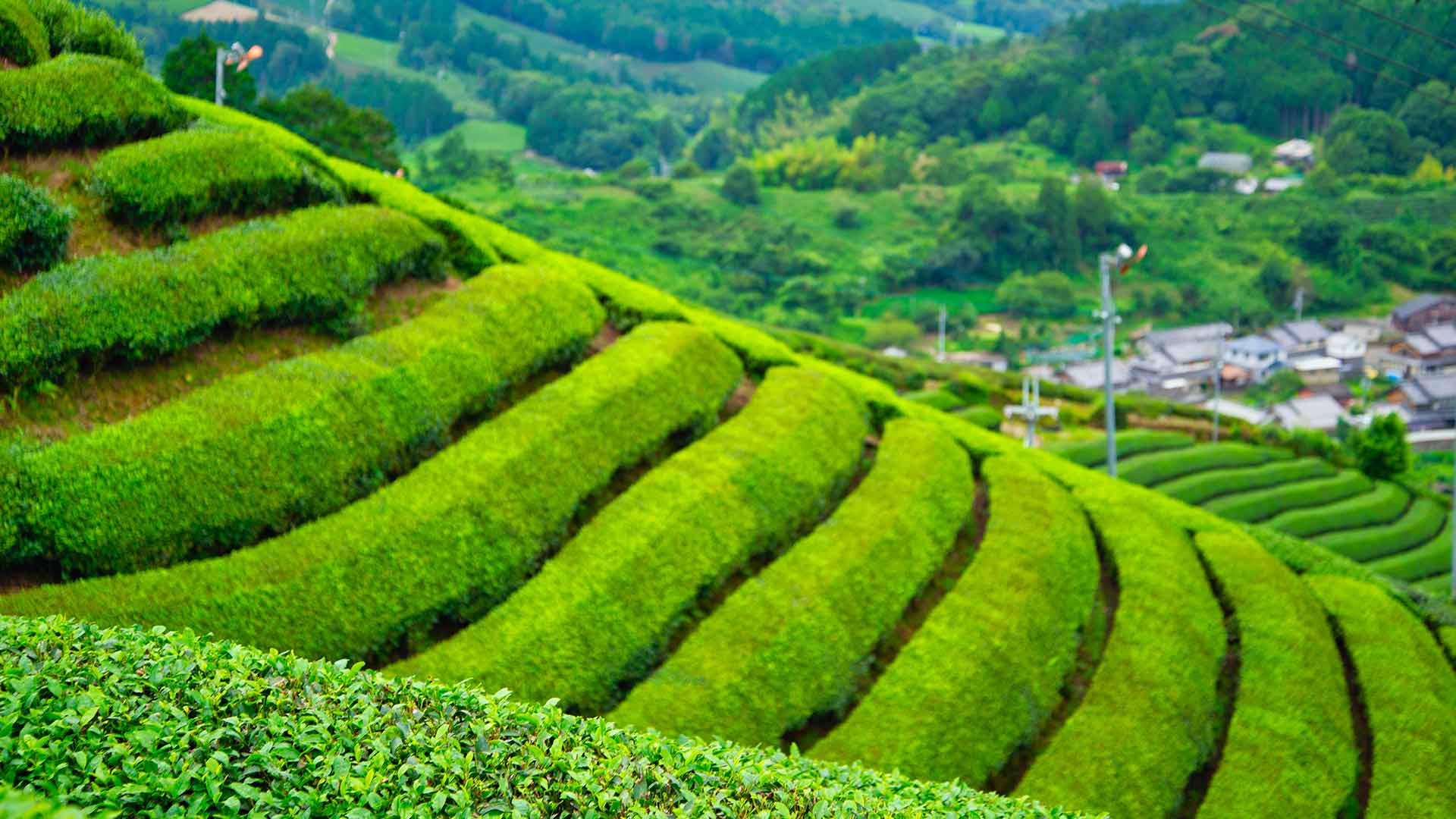 Tea Farm Wallpapers - Wallpaper Cave