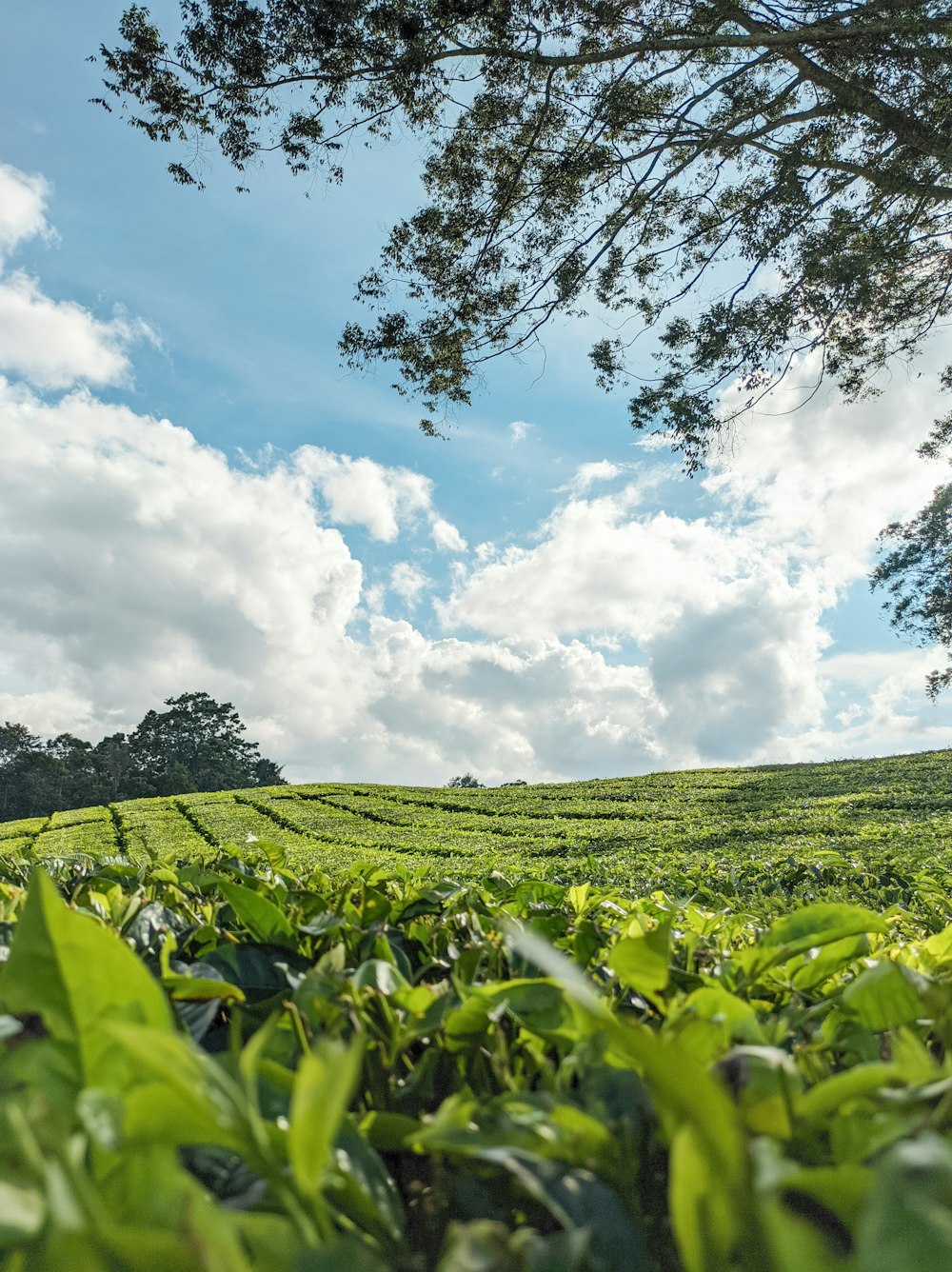 Tea Farm Wallpapers - Wallpaper Cave