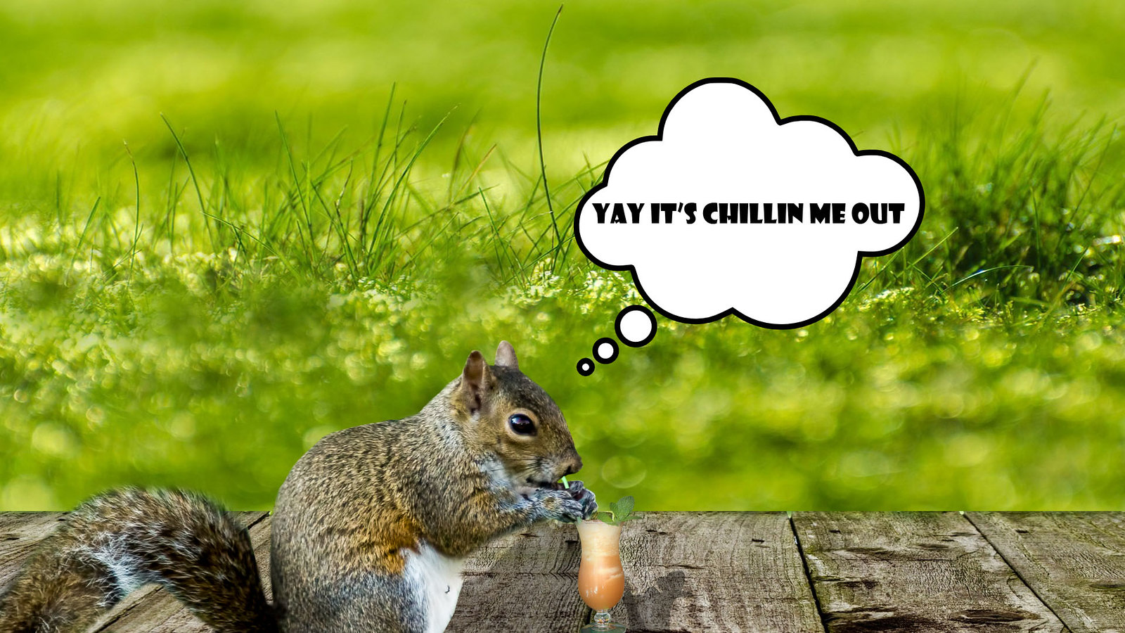 Funny Squirrels Wallpapers - Wallpaper Cave