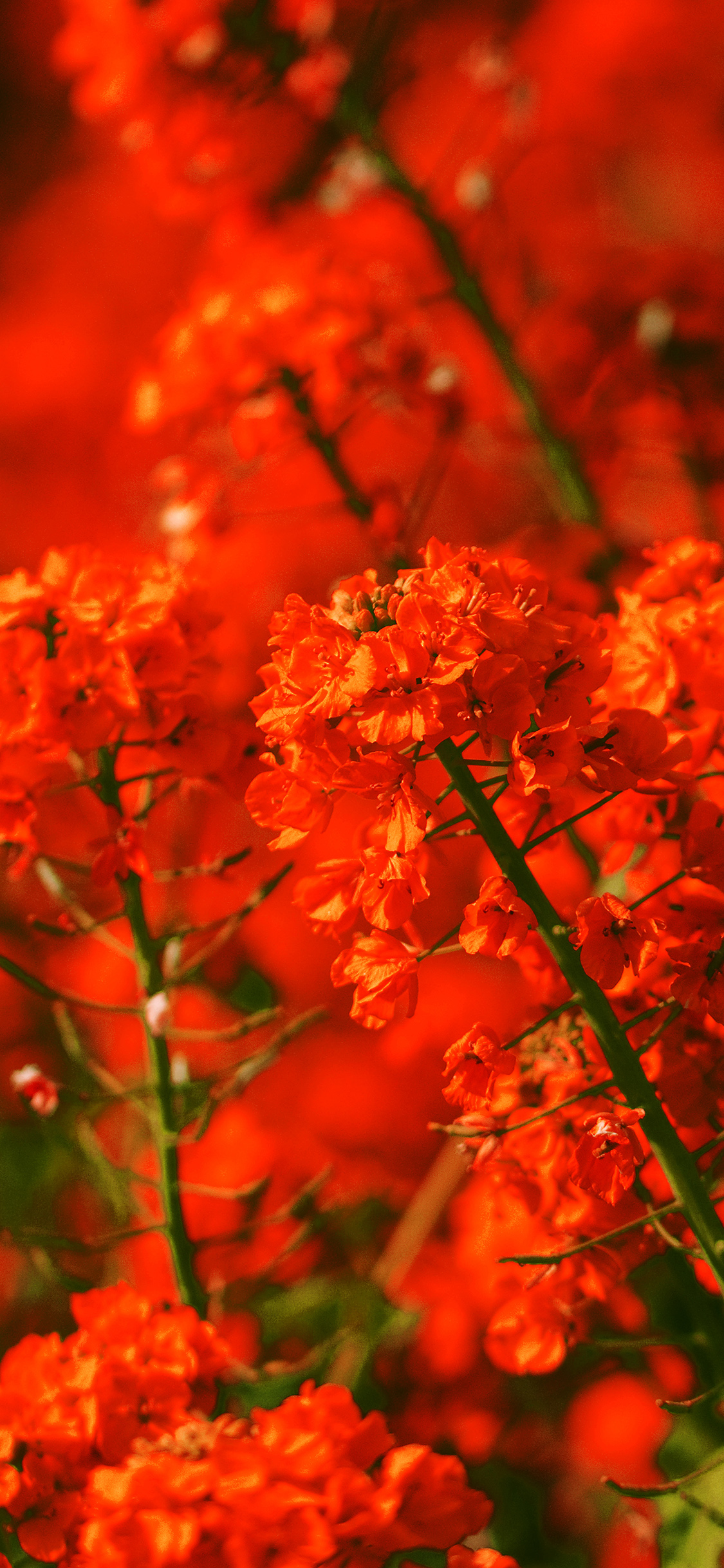 Spring Red Wallpapers - Wallpaper Cave
