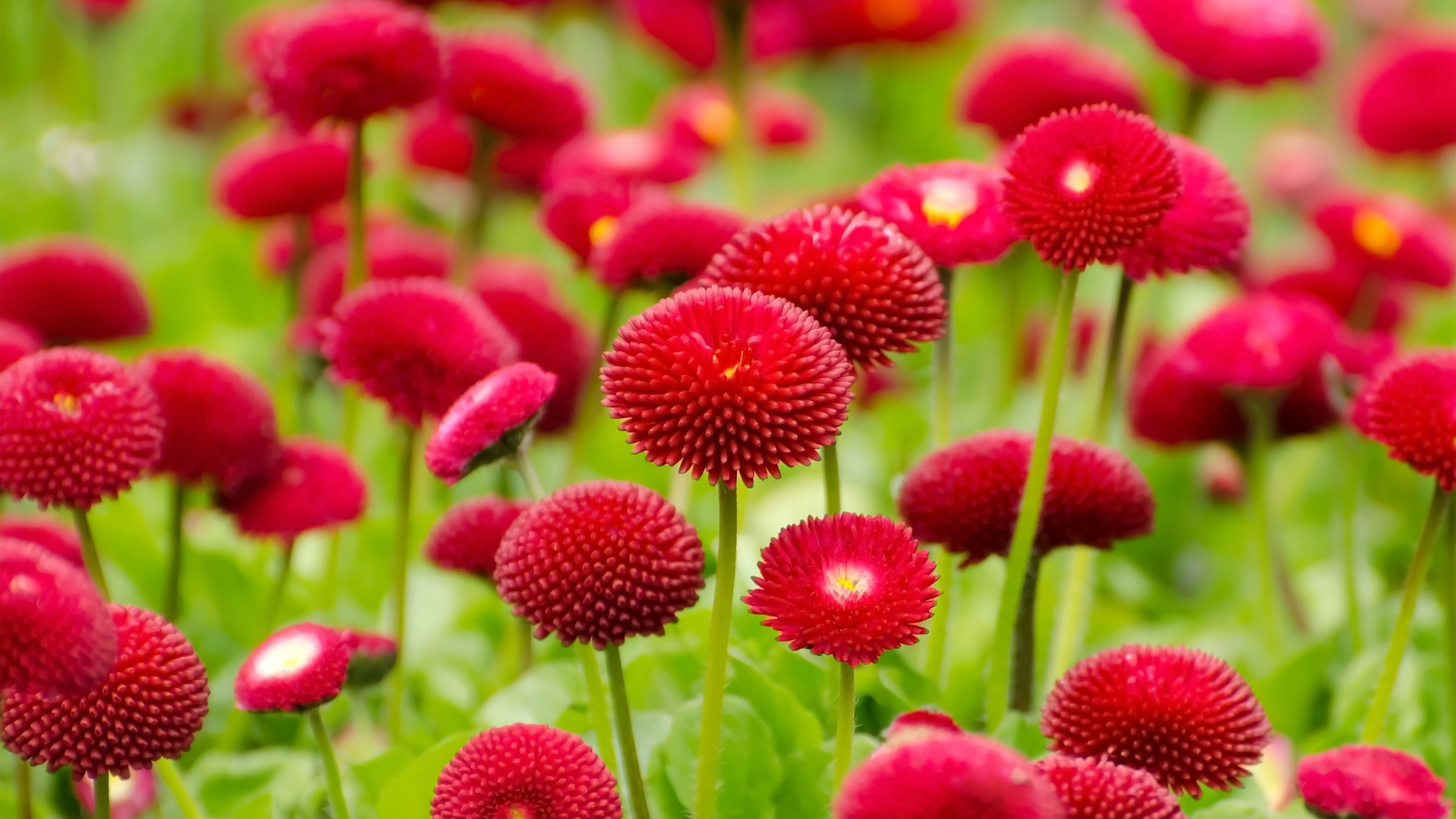 Spring Red Wallpapers - Wallpaper Cave