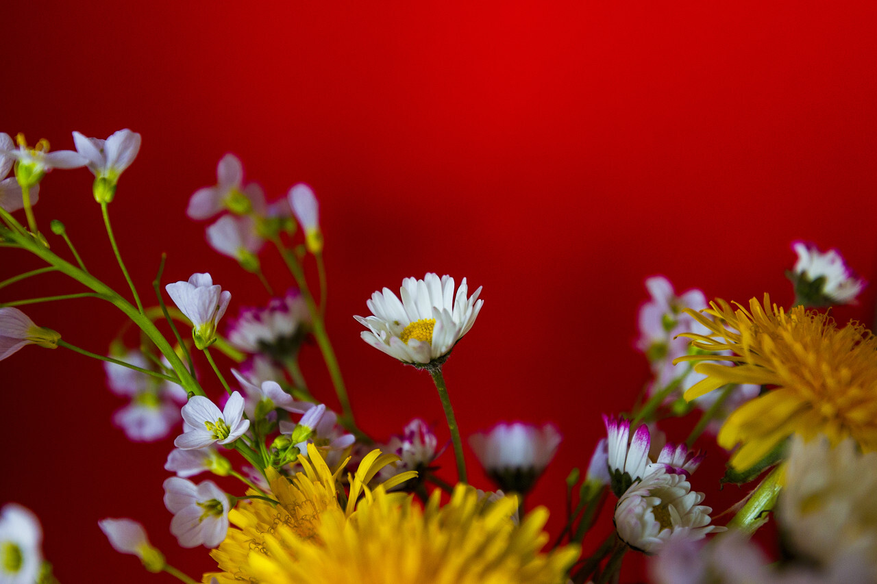 Spring Red Wallpapers - Wallpaper Cave