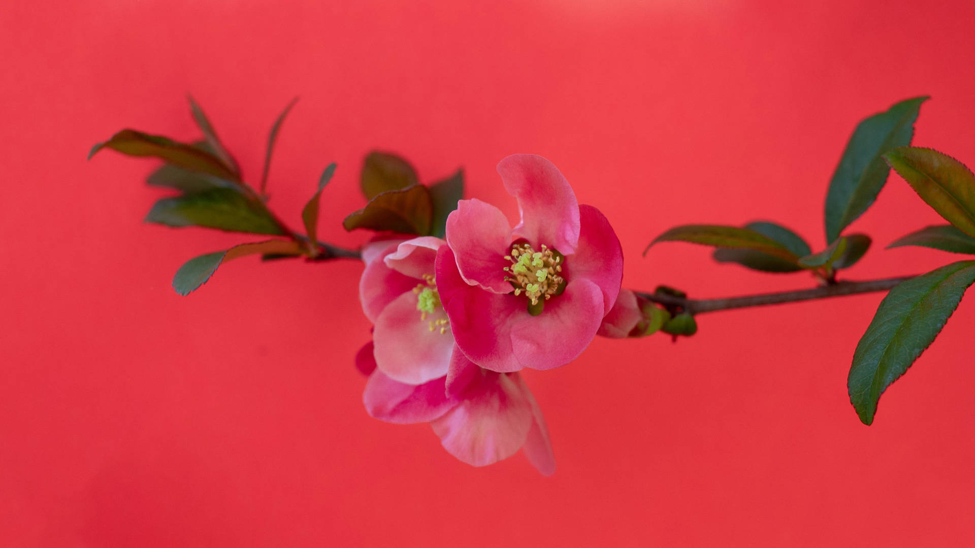 Spring Red Wallpapers - Wallpaper Cave