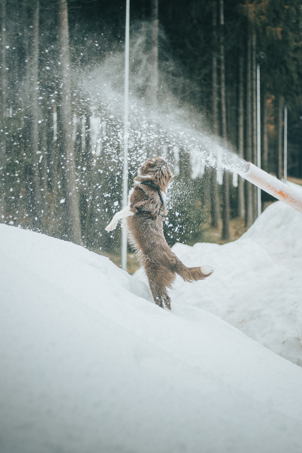 Dog And Cat Winter Wallpapers - Wallpaper Cave
