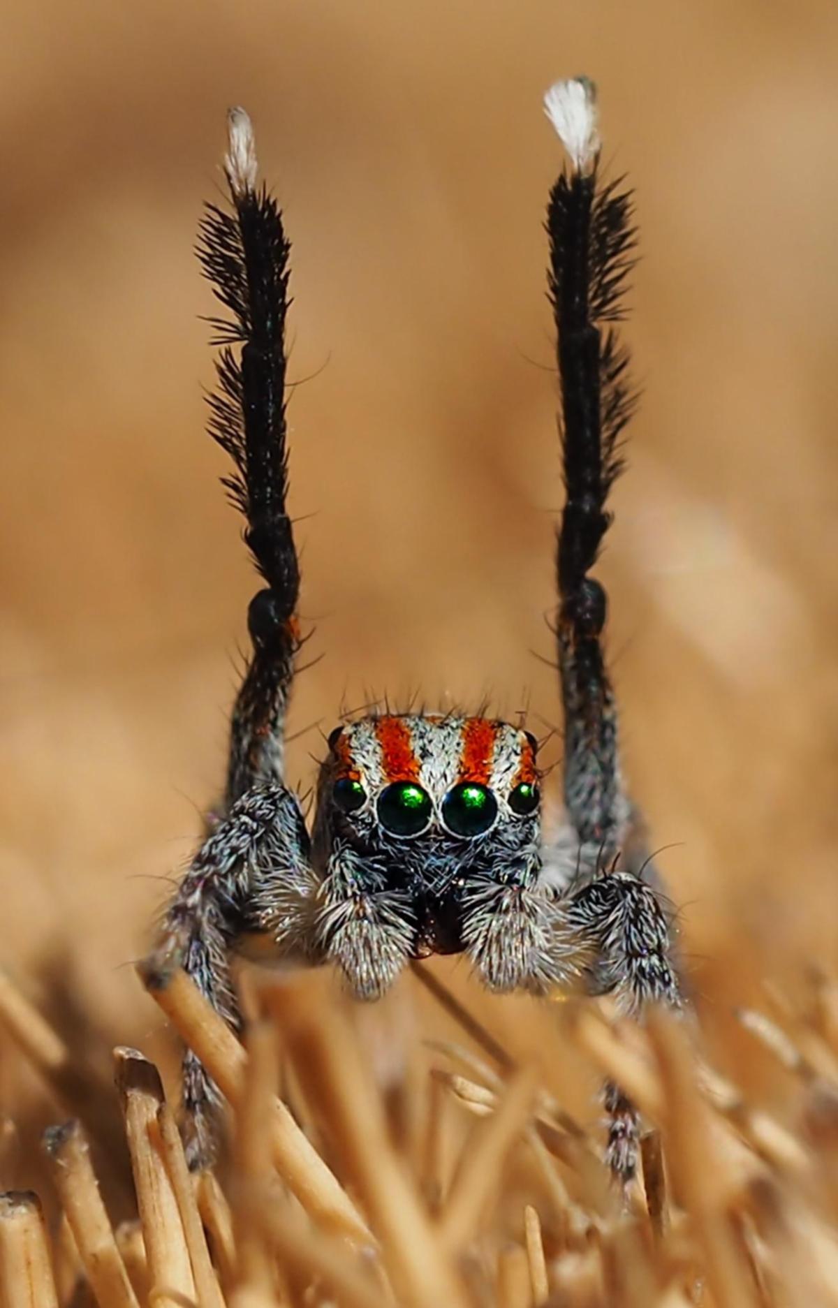 Peacock Spider Wallpapers - Wallpaper Cave
