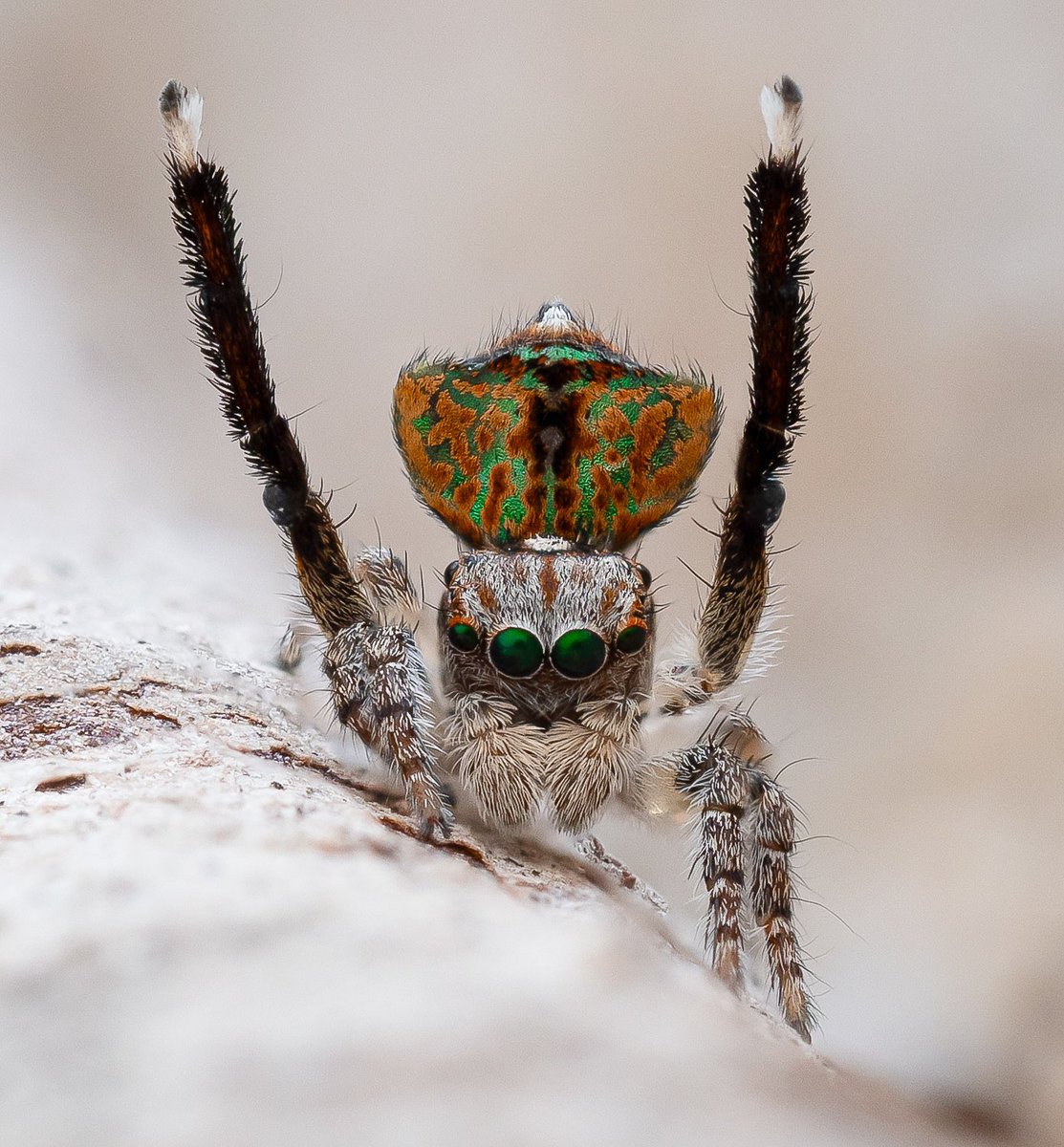 Peacock Spider Wallpapers - Wallpaper Cave