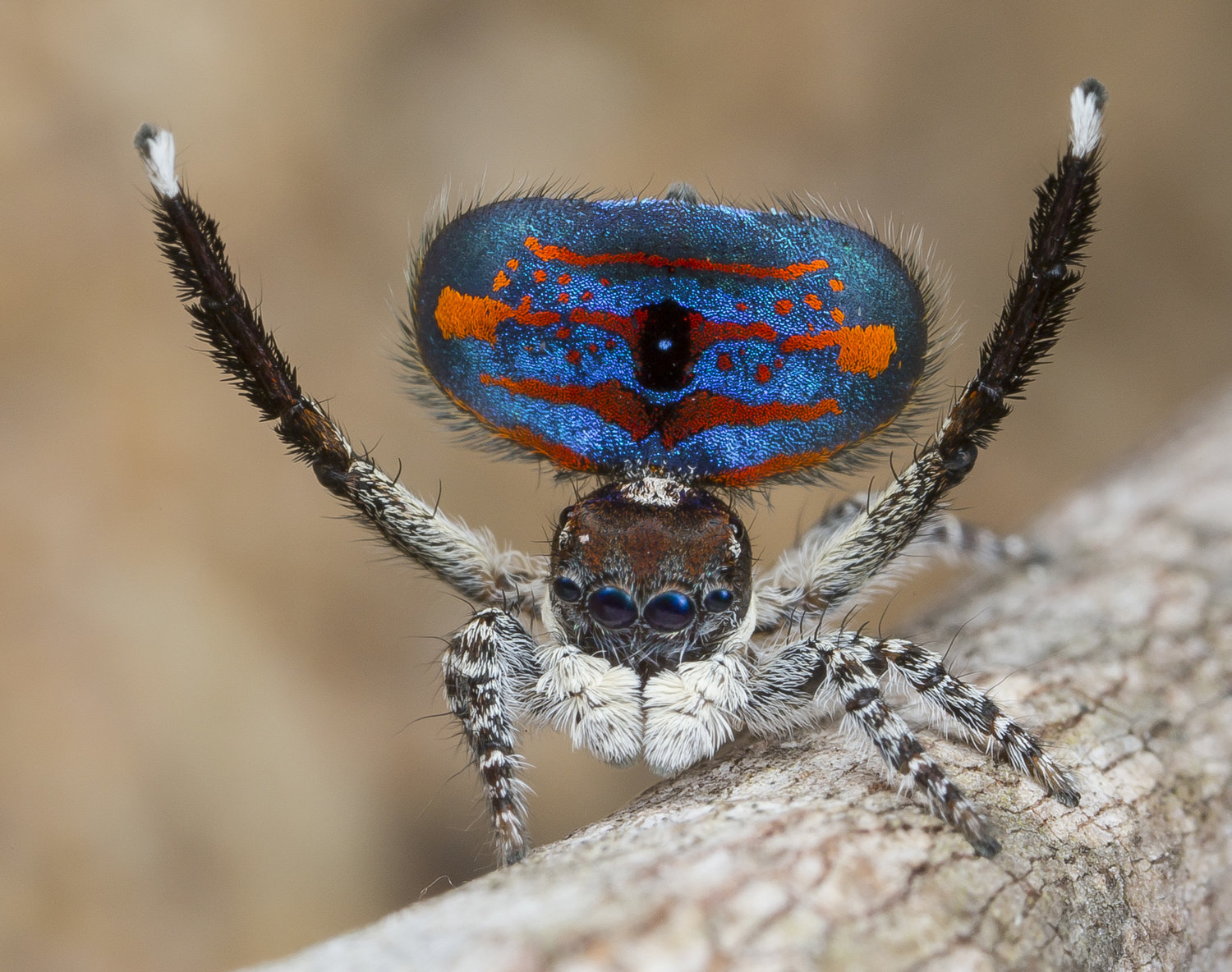 Peacock Spider Wallpapers - Wallpaper Cave