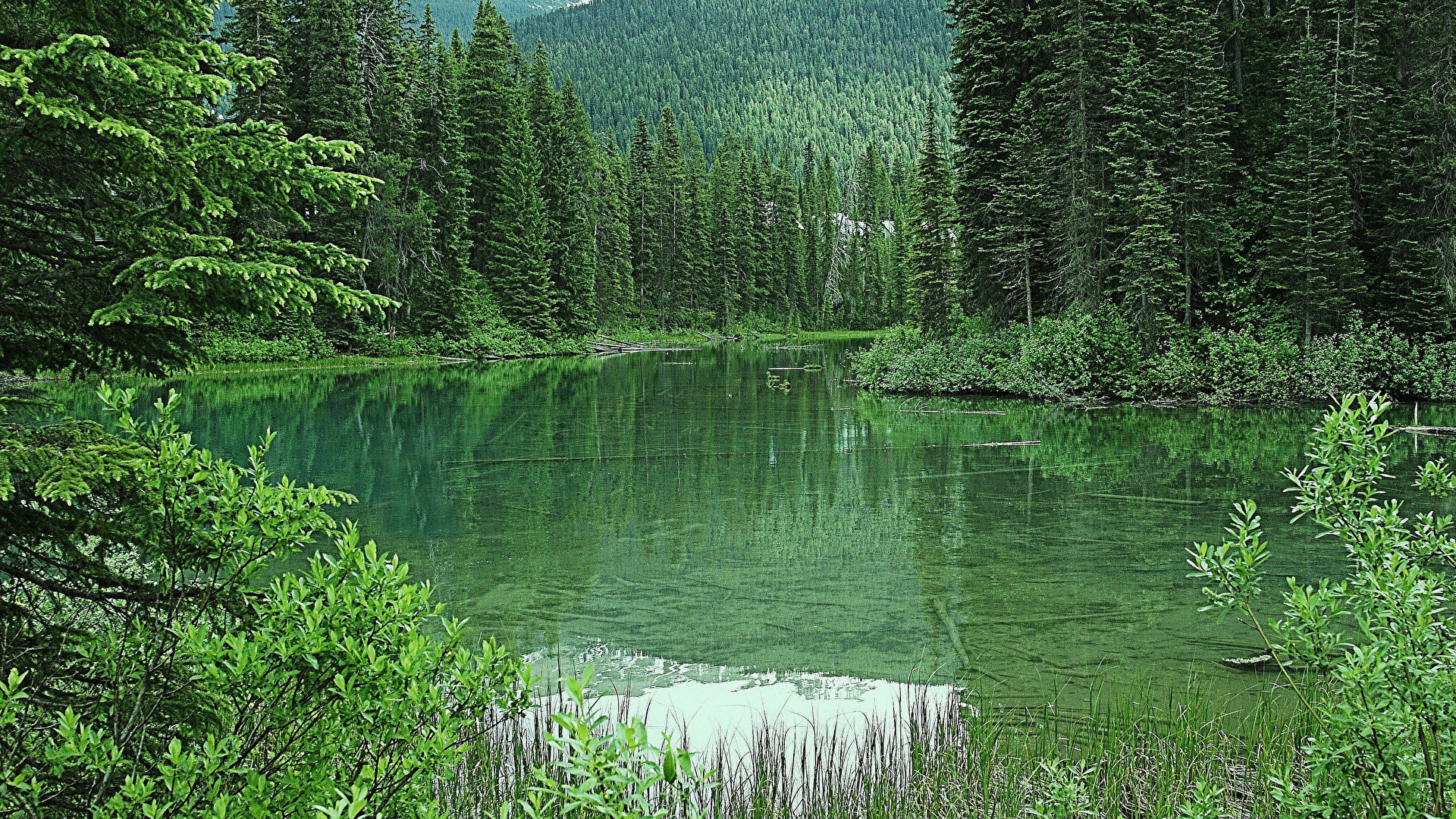 Canada Forest Wallpapers - Wallpaper Cave