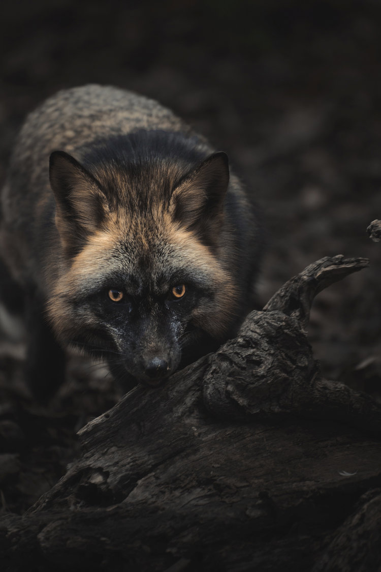 Cross Fox Wallpapers - Wallpaper Cave