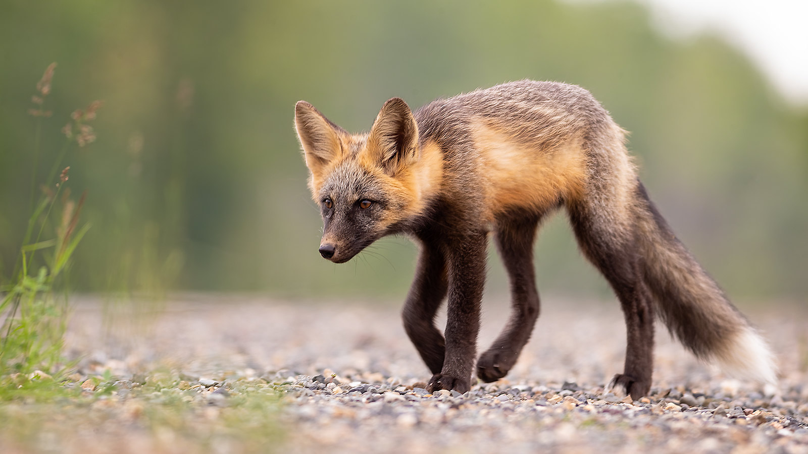 Cross Fox Wallpapers - Wallpaper Cave