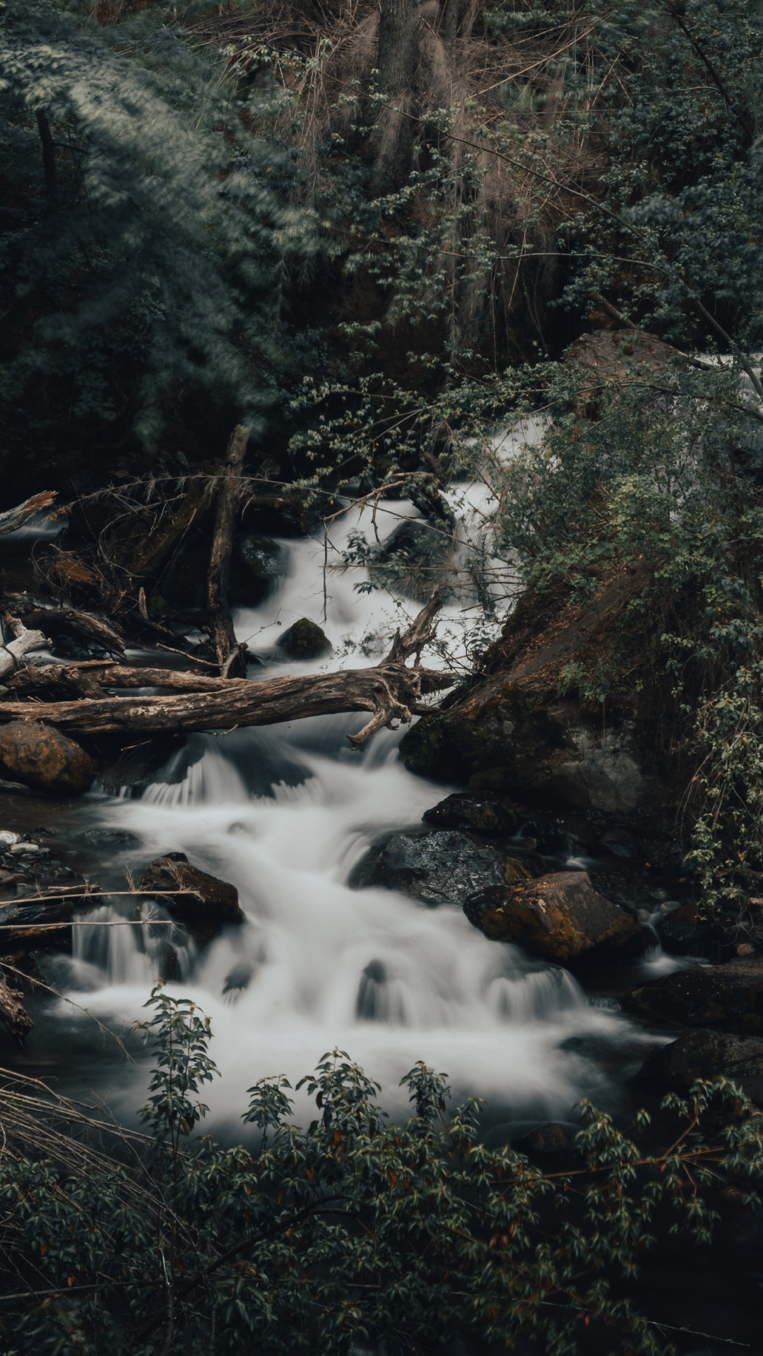 Rain Forest iPhone Wallpapers - Wallpaper Cave