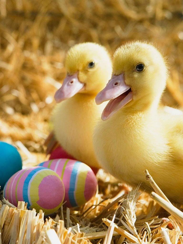 Easter Duck Wallpapers - Wallpaper Cave