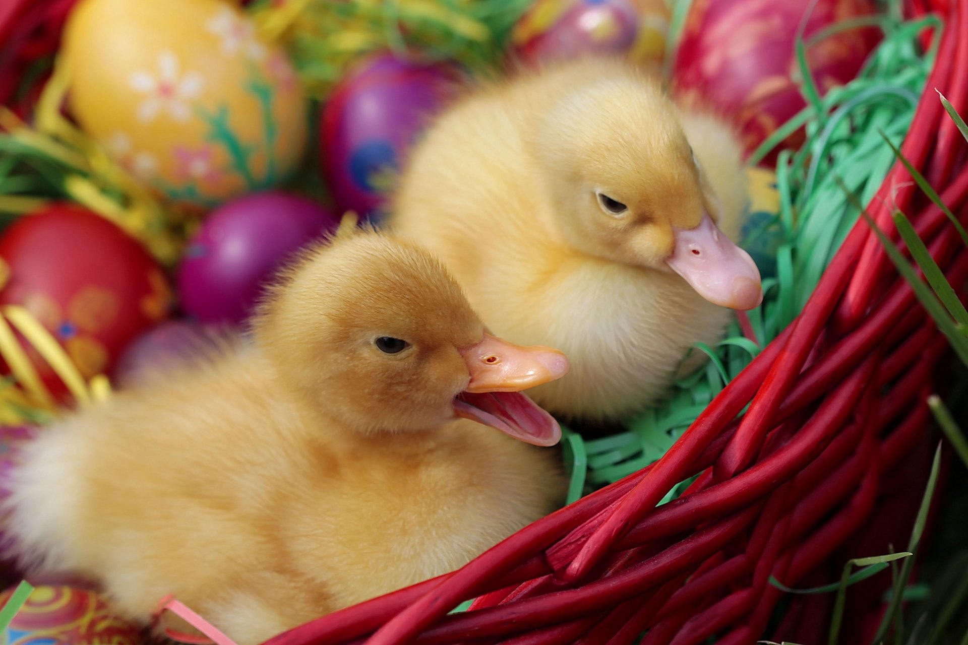 Easter Duck Wallpapers - Wallpaper Cave