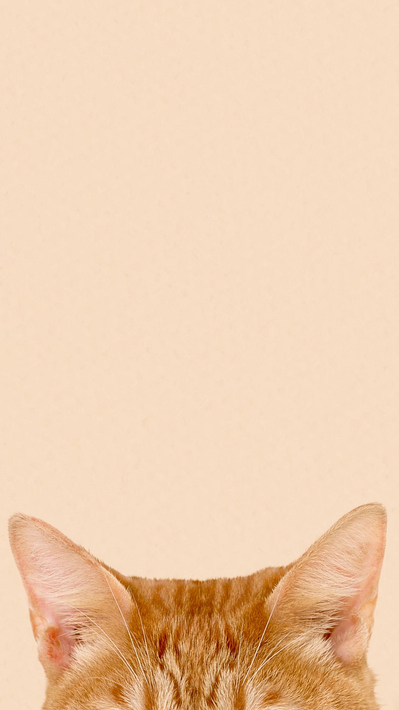 Cat Aesthetic Phone Wallpapers - Wallpaper Cave