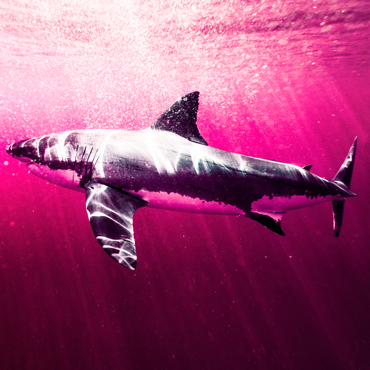 Pink Shark Wallpapers - Wallpaper Cave
