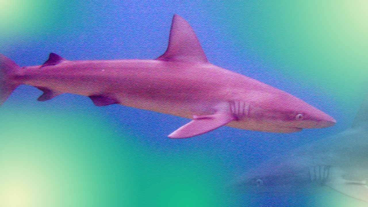 Pink Shark Wallpapers - Wallpaper Cave