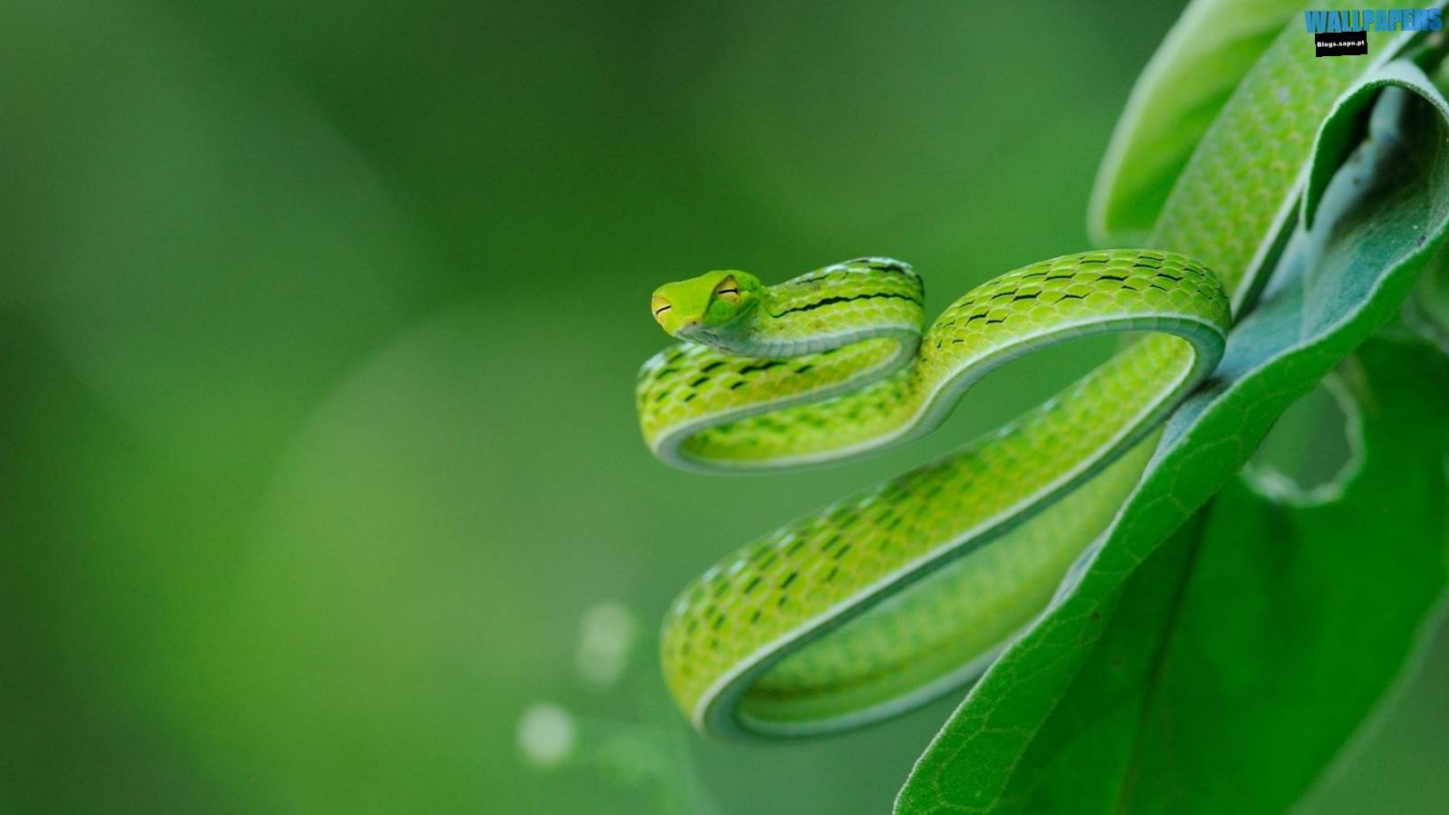 Snake PC Wallpapers - Wallpaper Cave