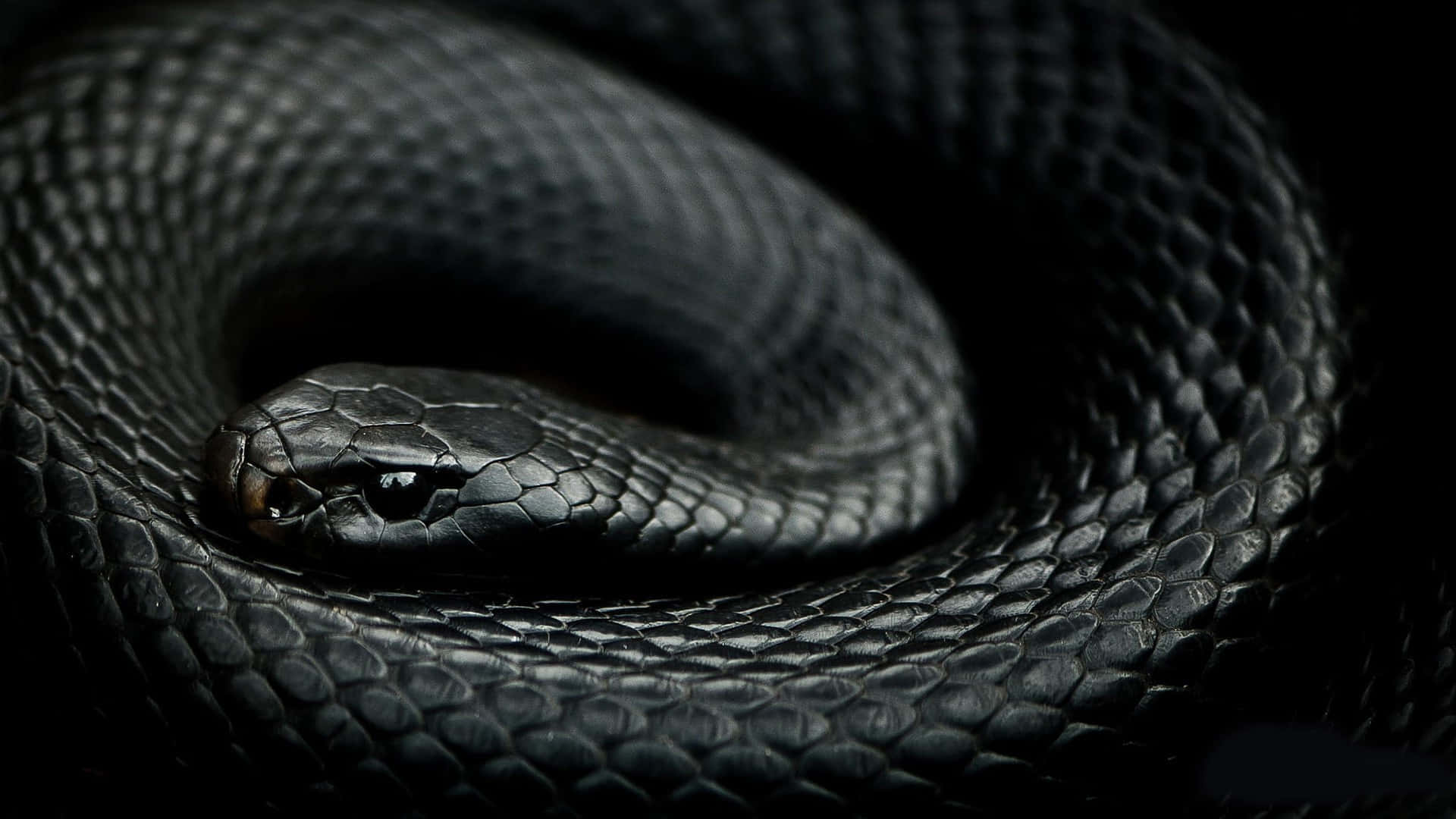 Snake PC Wallpapers - Wallpaper Cave