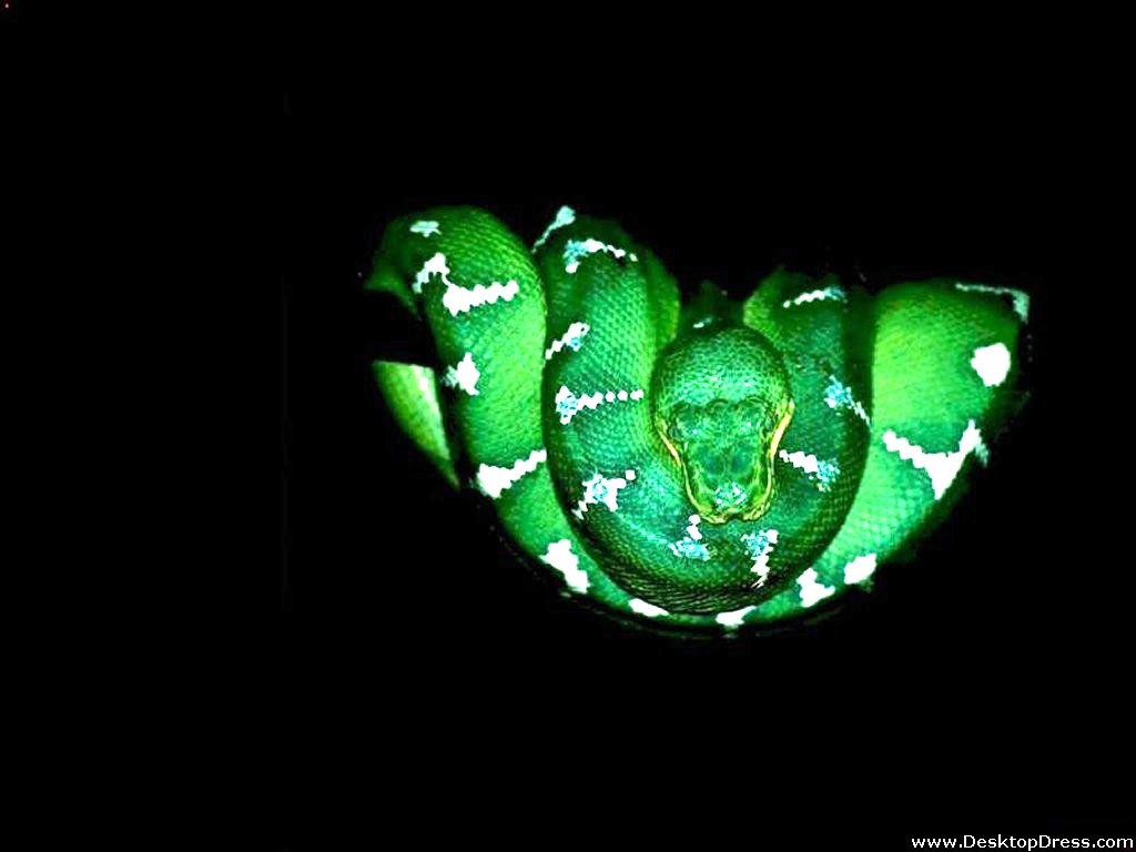 Snake PC Wallpapers - Wallpaper Cave