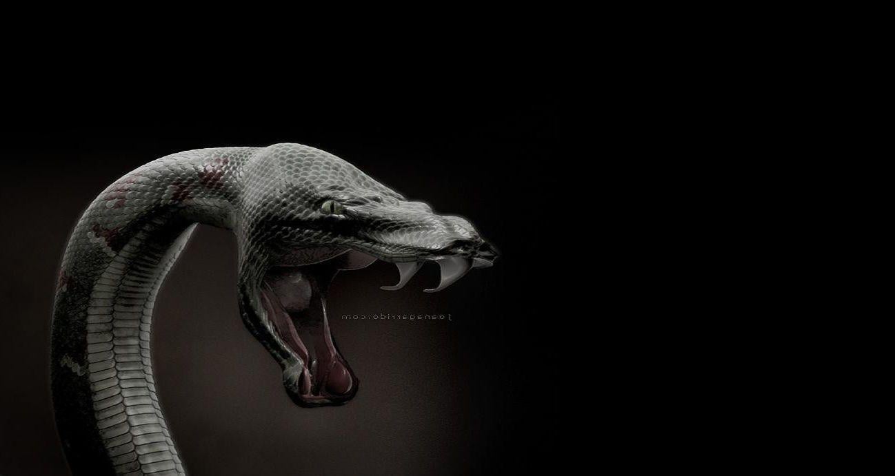 Snake PC Wallpapers - Wallpaper Cave